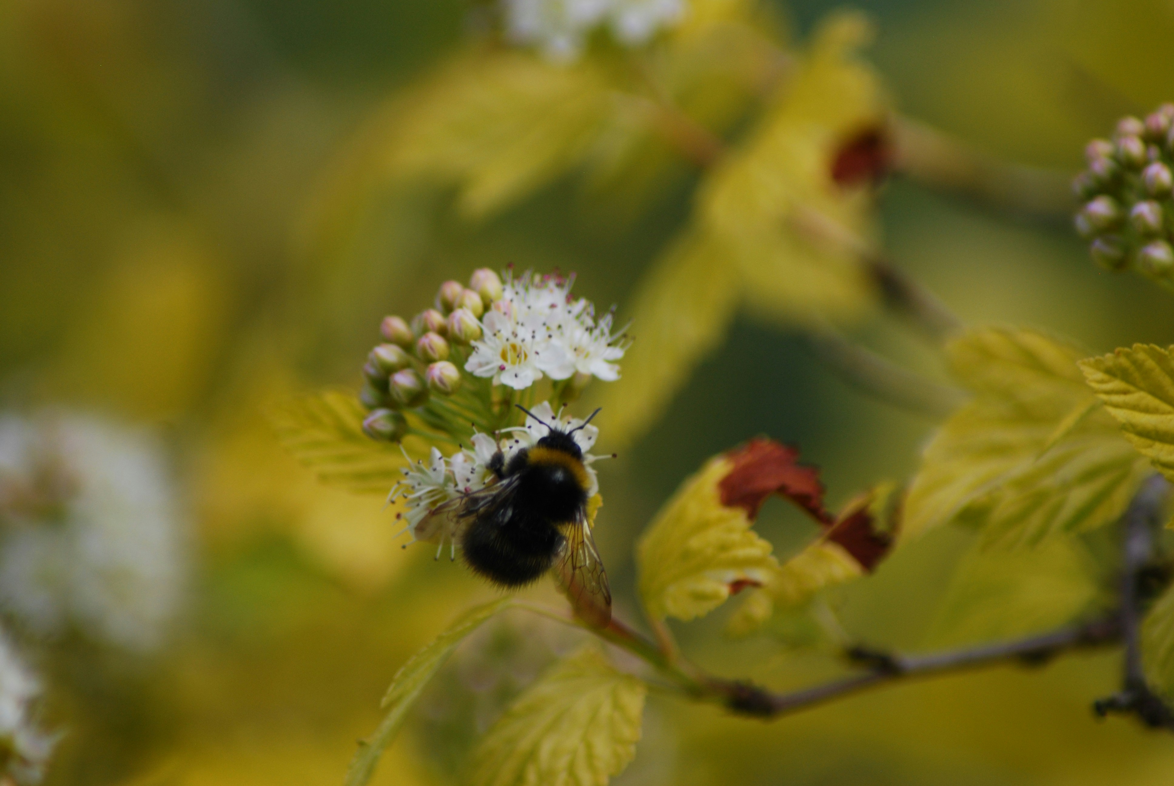 Pollinator's Dance Among Golden Leaves
