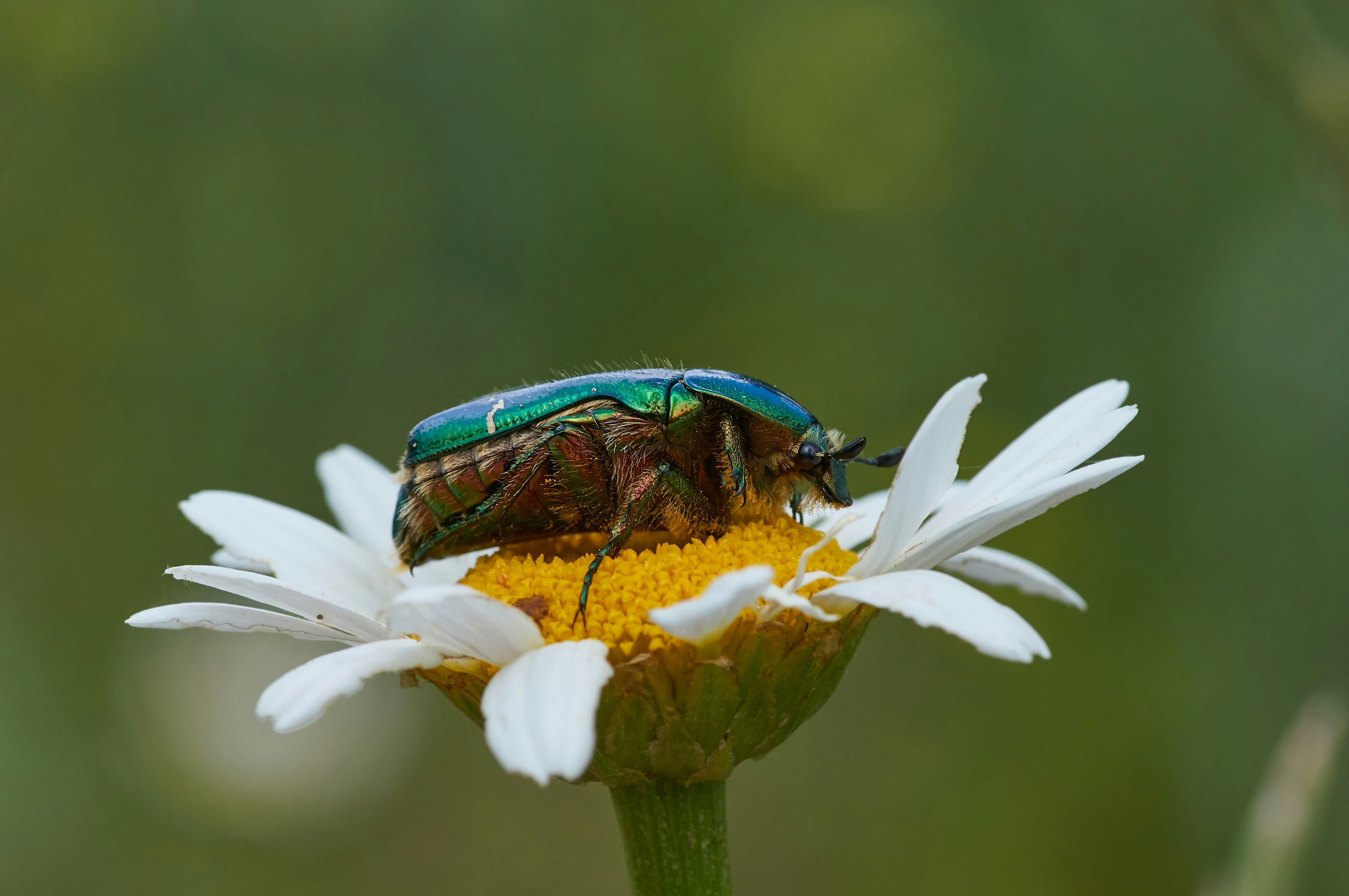 Blue and black beetle perched on white flower photo – Free Plant Image ...