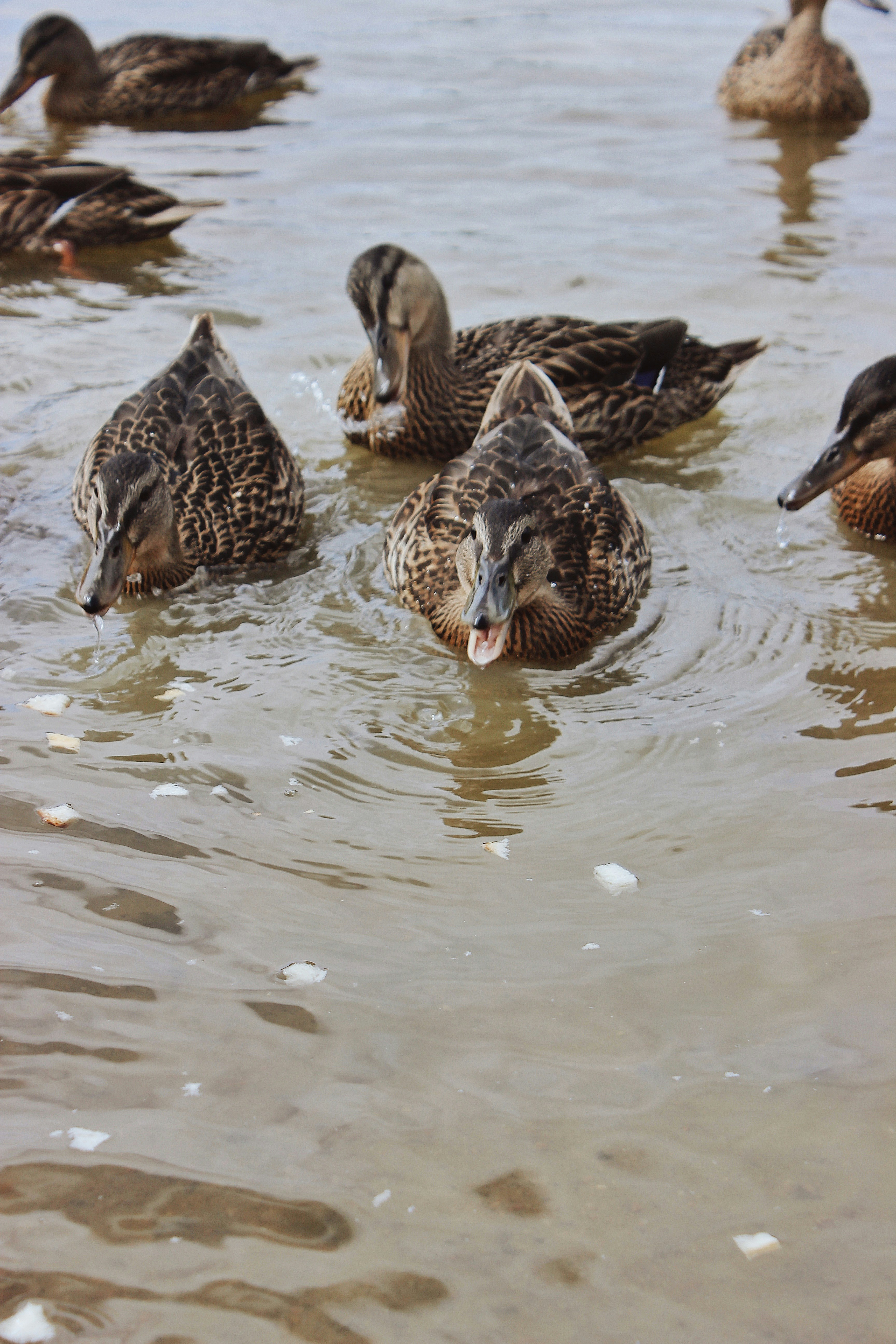Group of mallard ducks foraging in a serene pond, creating ripples in the water. Their unique patterns and colors add charm to the tranquil scene.