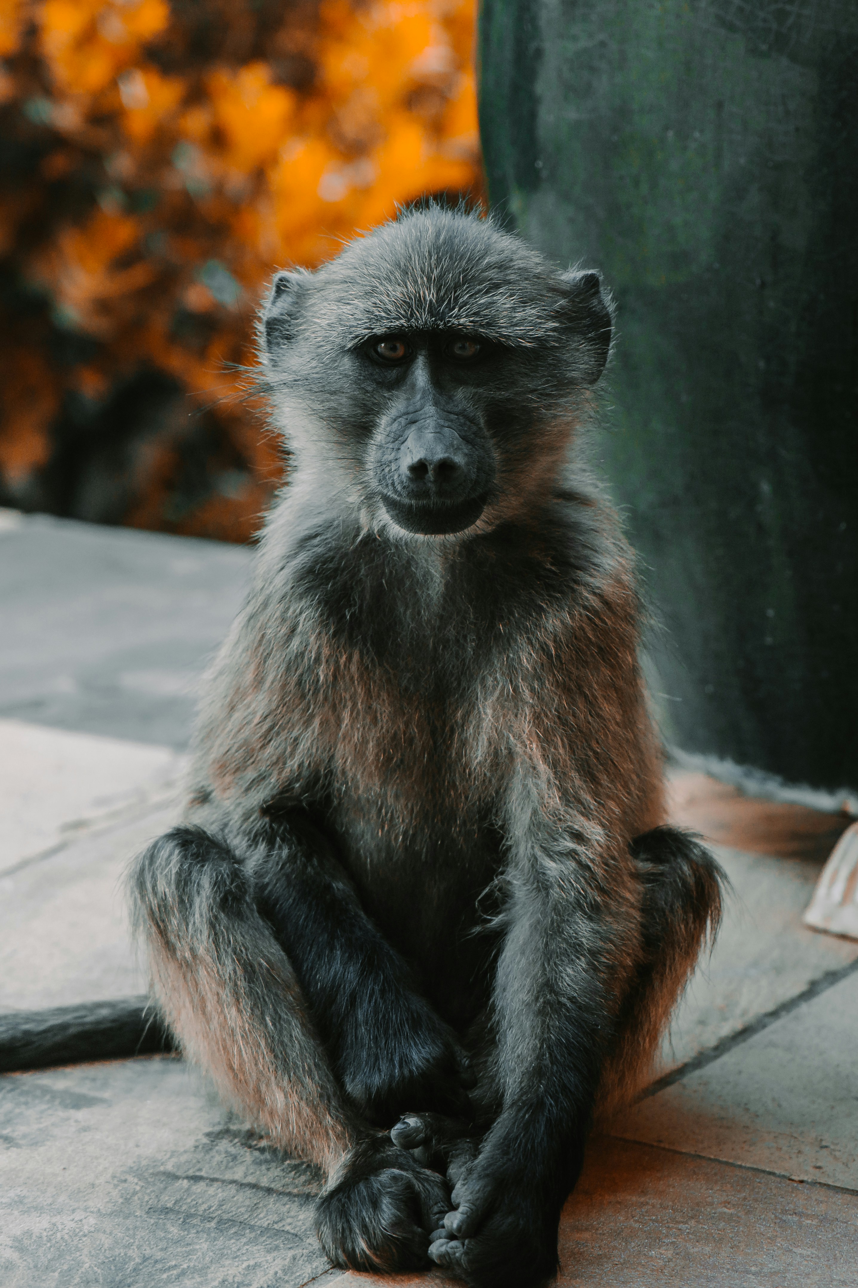 Brown and gray monkey sitting on gray concrete wall during daytime ...
