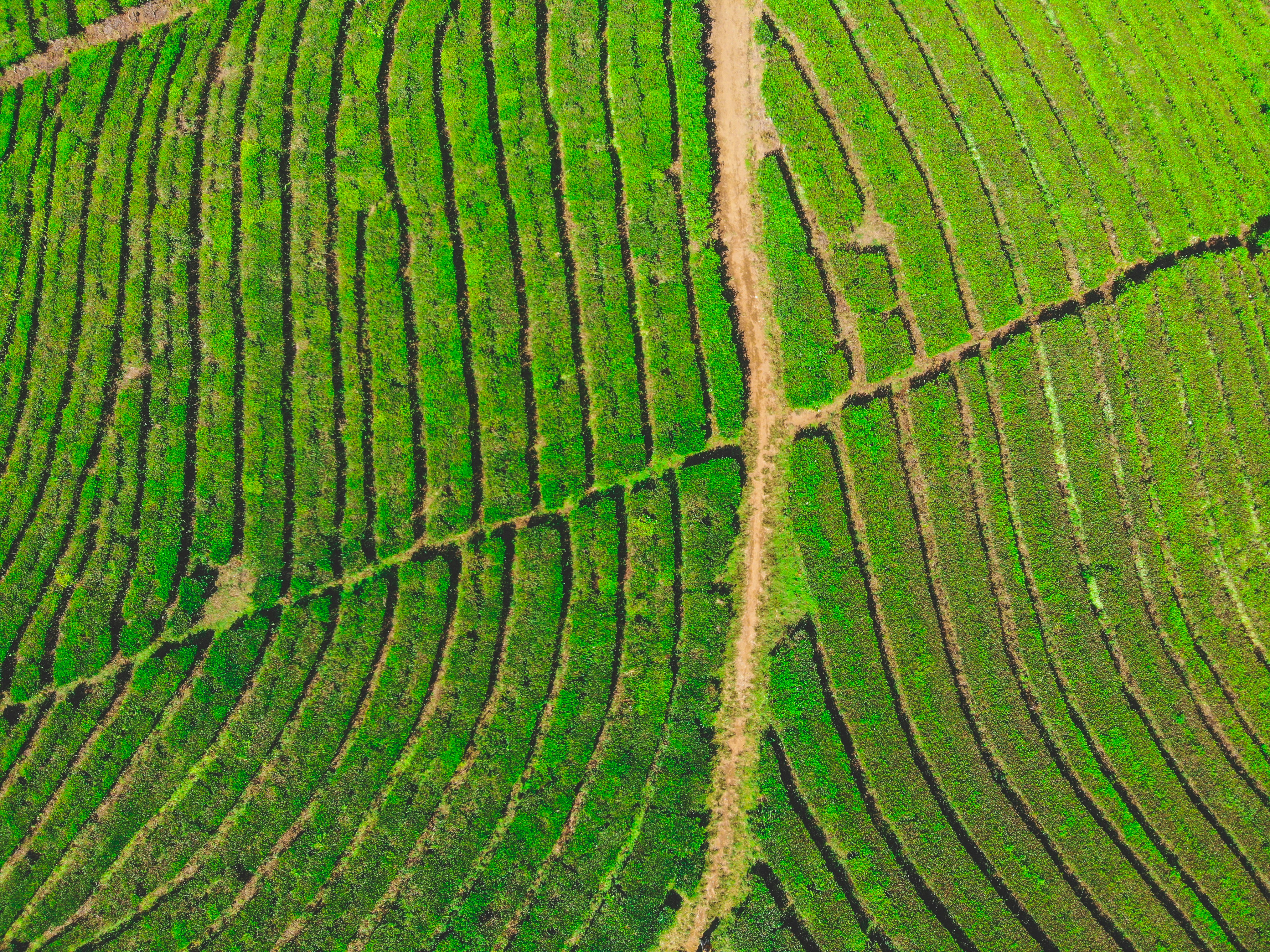 Lush terraced fields create a vivid pattern across the landscape, showcasing the harmony between agriculture and nature.