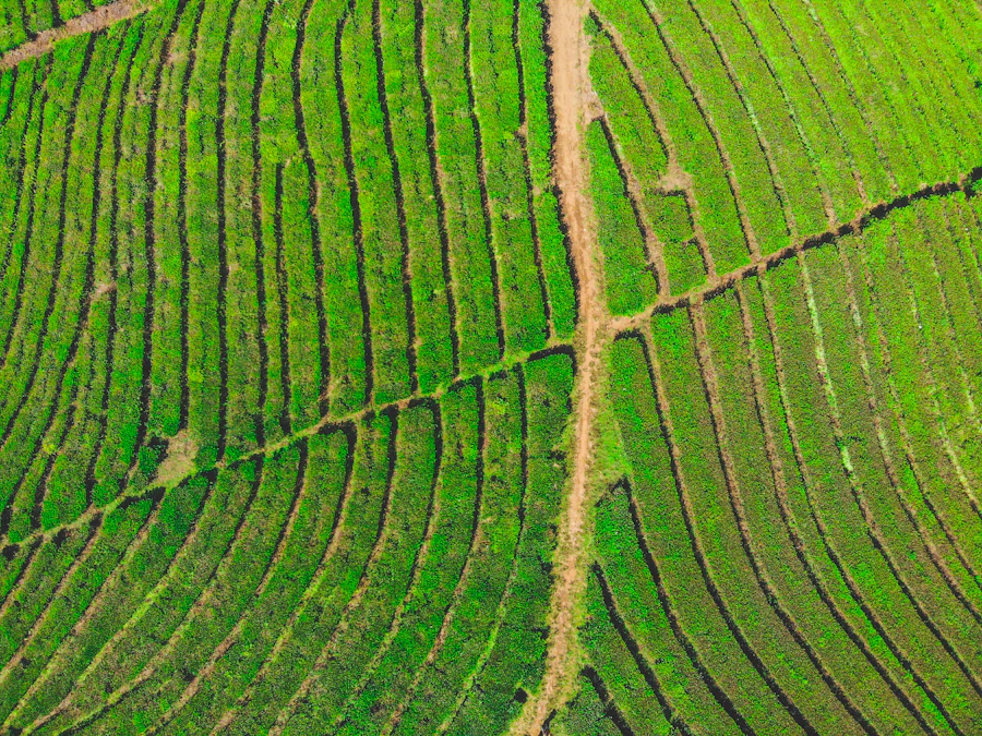 Lush terraced fields create a vivid pattern across the landscape, showcasing the harmony between agriculture and nature.