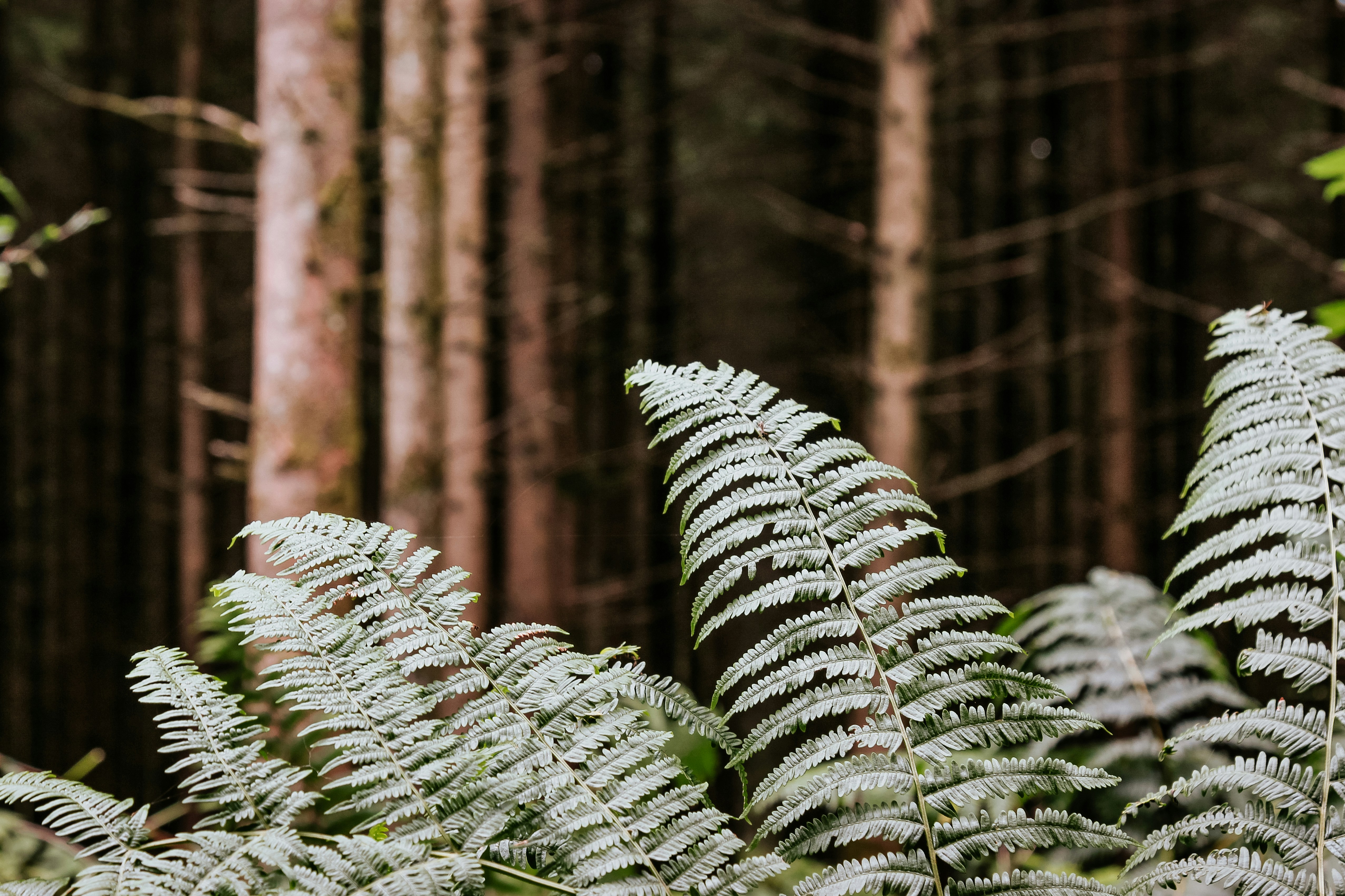 green fern plant in close up photography