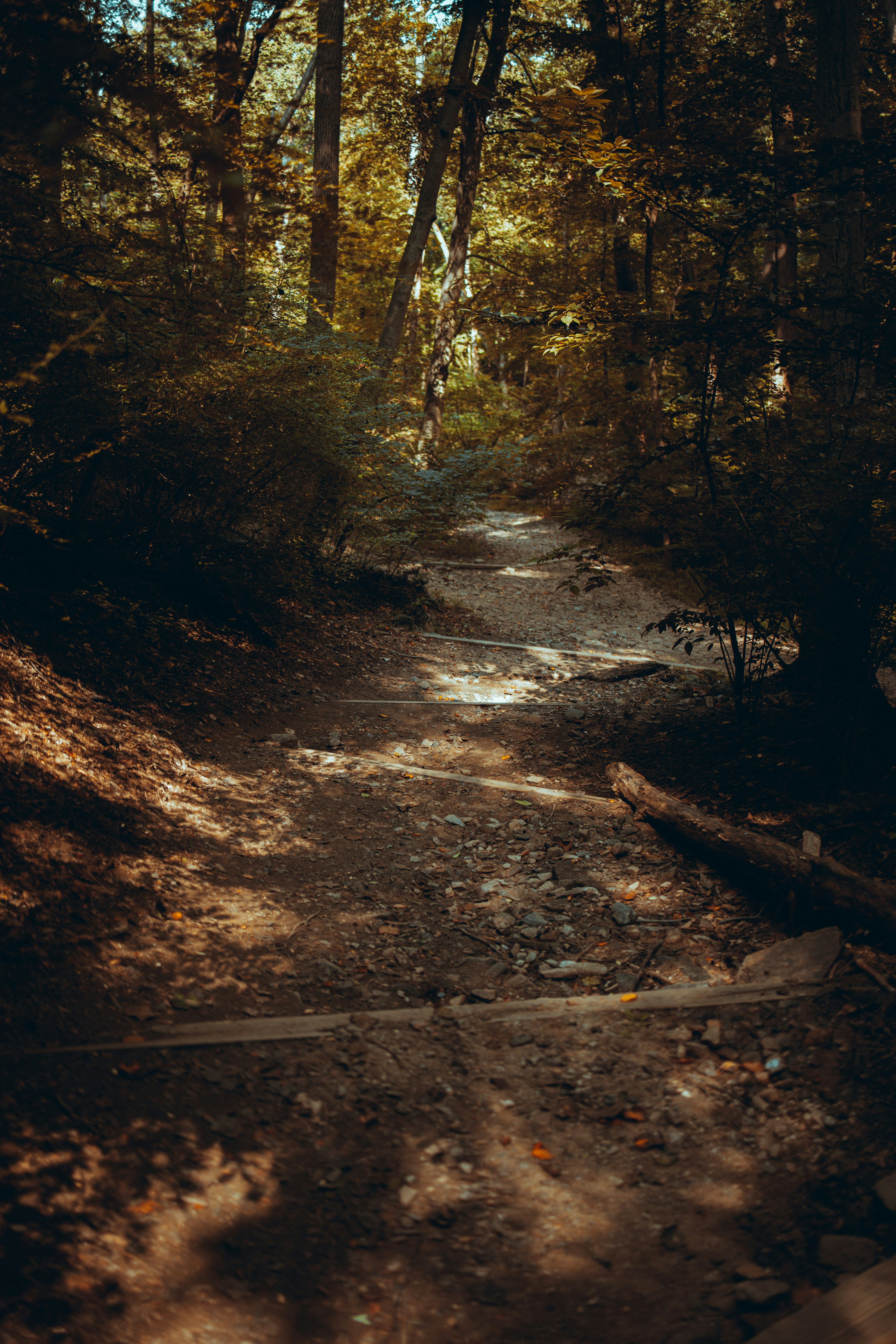 A winding dirt trail meanders through a serene forest, dappled sunlight filtering through the canopy above. The scene invites exploration and adventure.