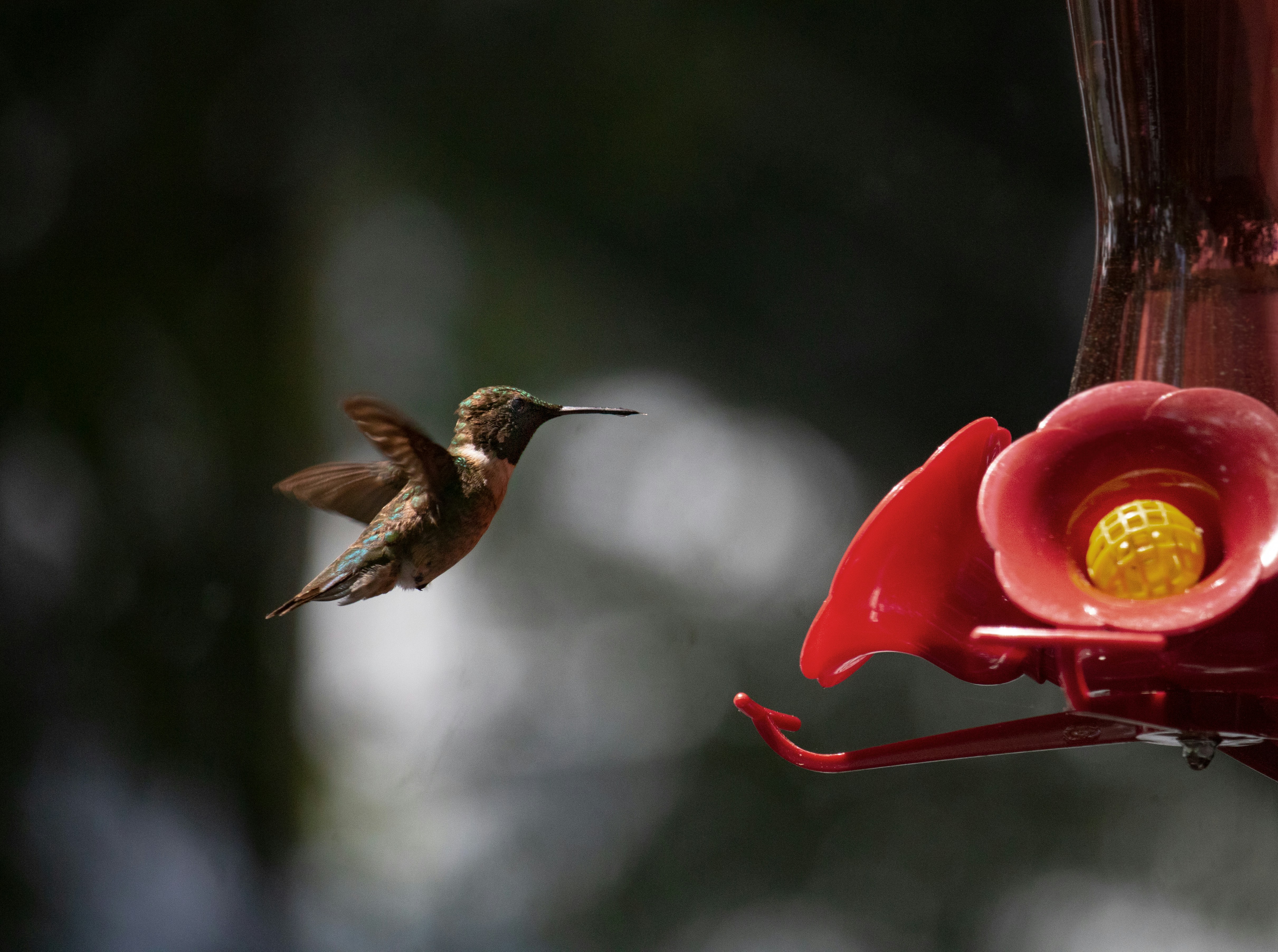 Hummingbird in flight by a red flower feeder