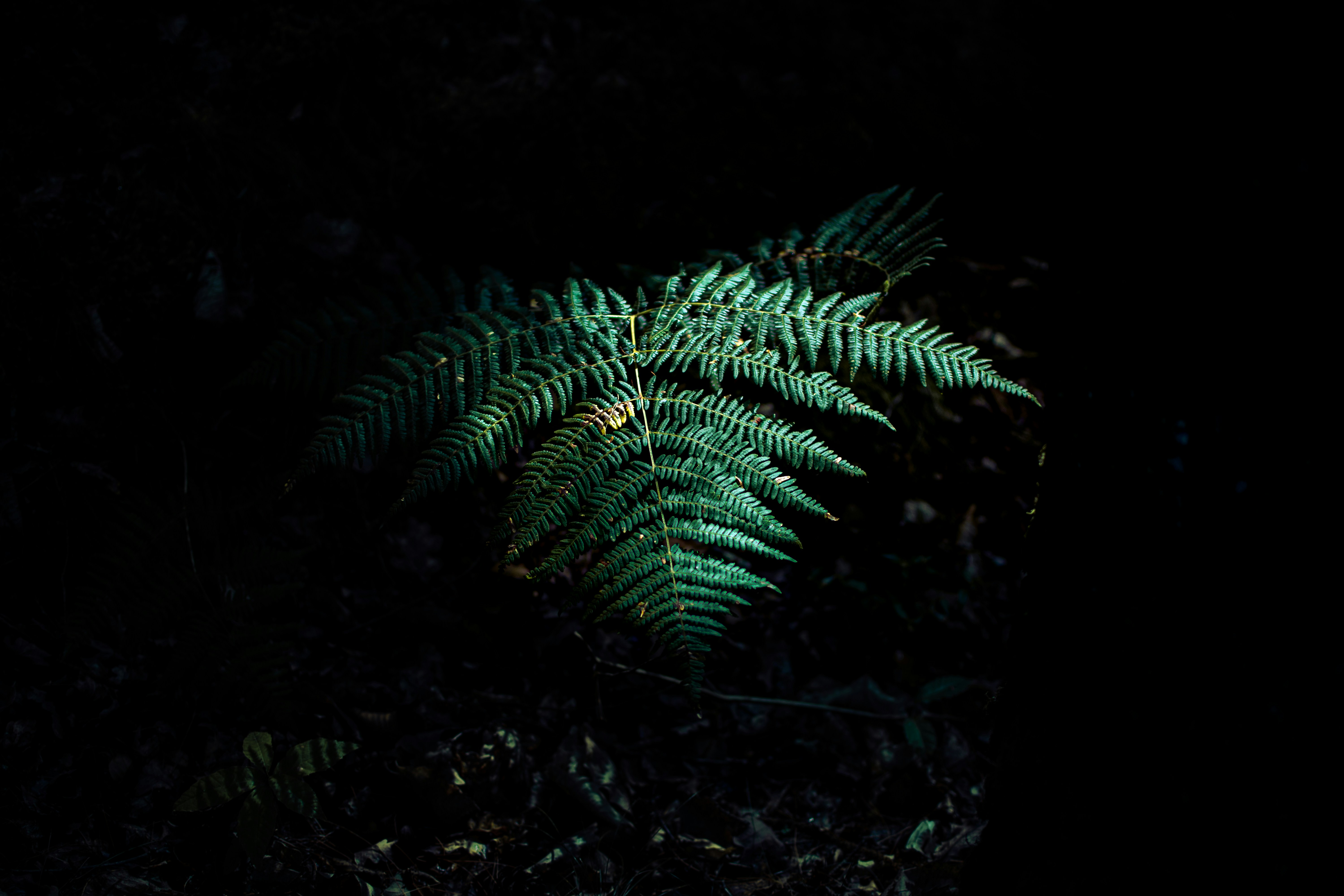 green fern plant in black soil