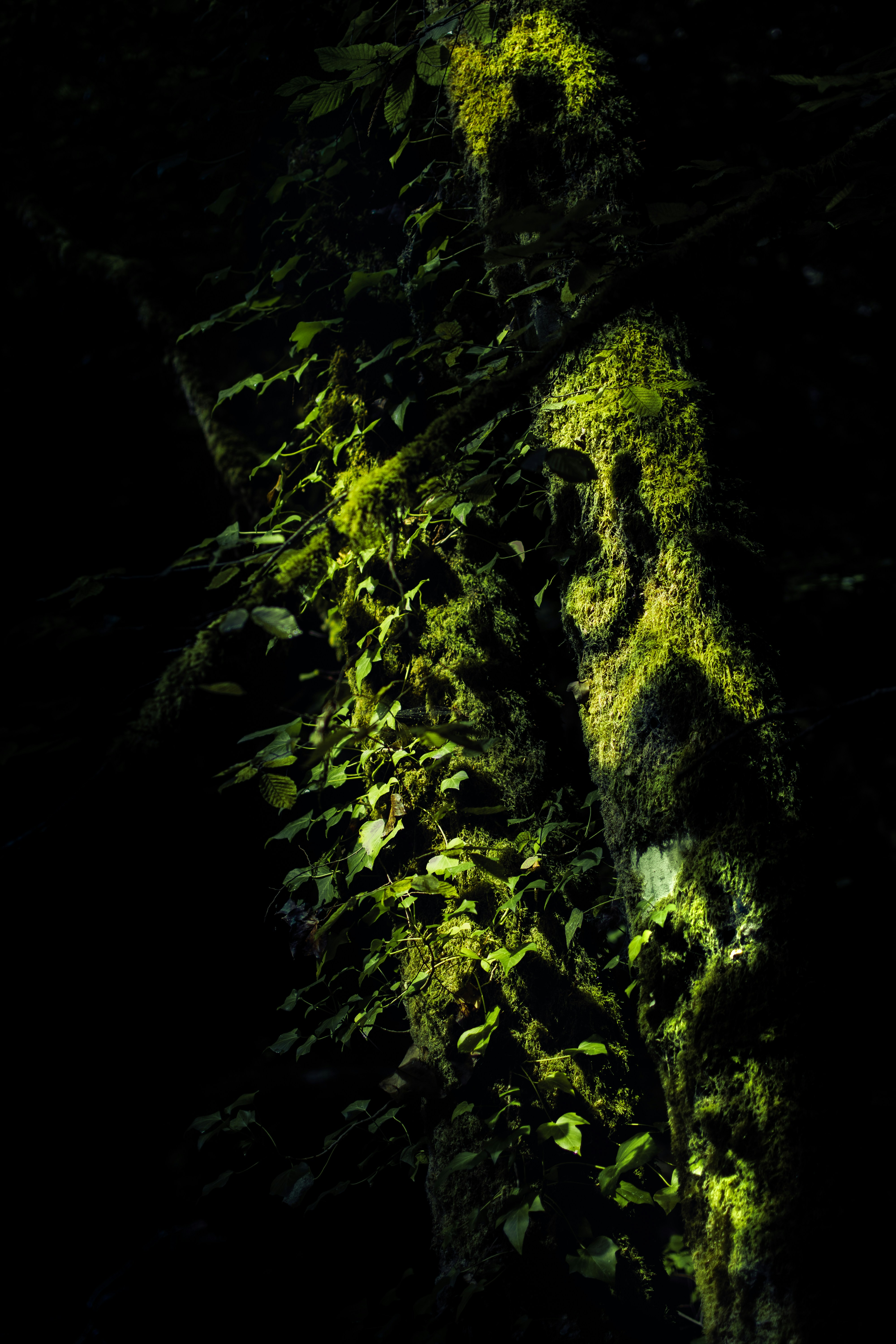 green moss on black rock