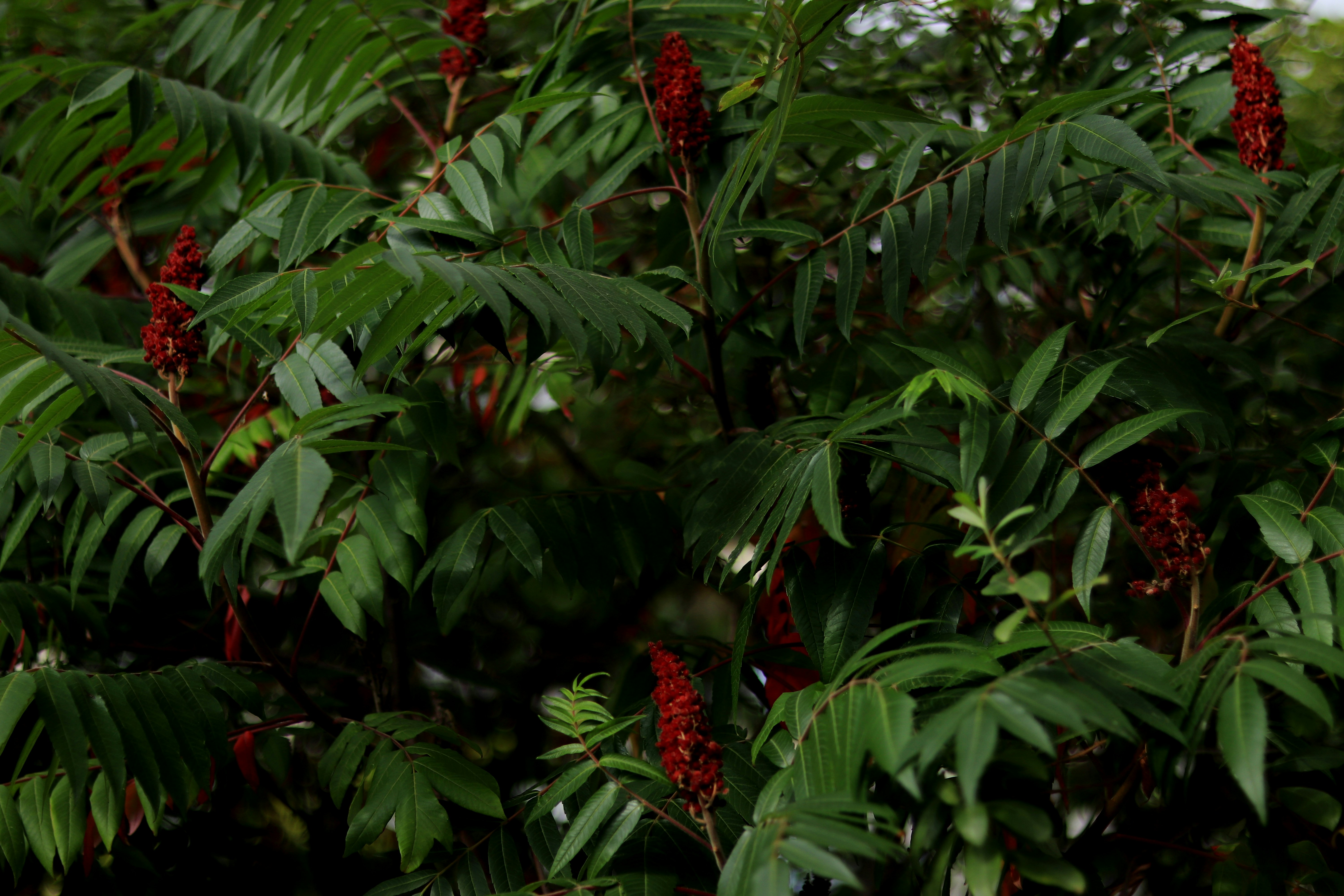 Dense foliage with clusters of red seed pods amidst lush green leaves, creating a rich tapestry of color and texture.