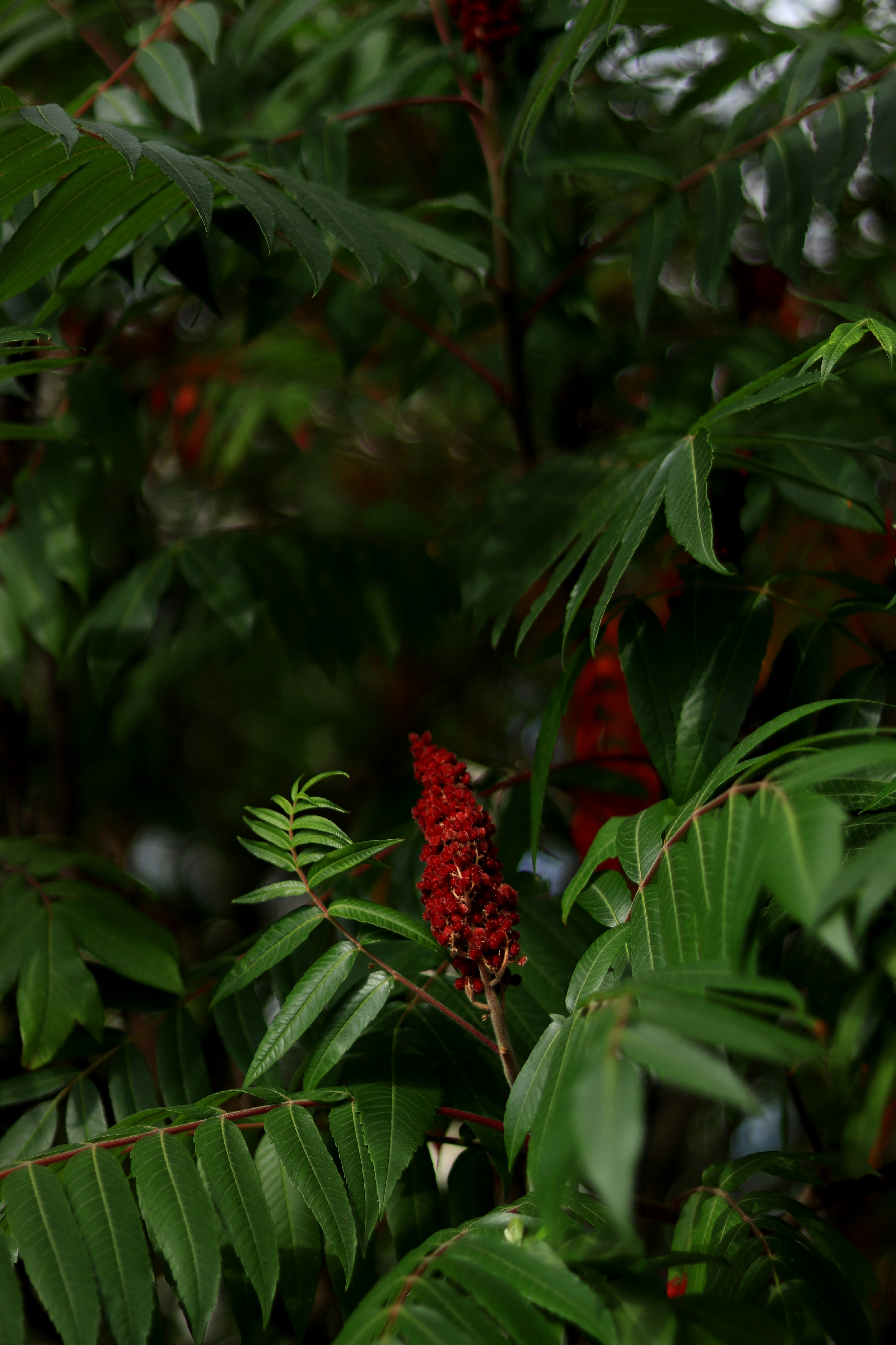 red flower in green leaves
