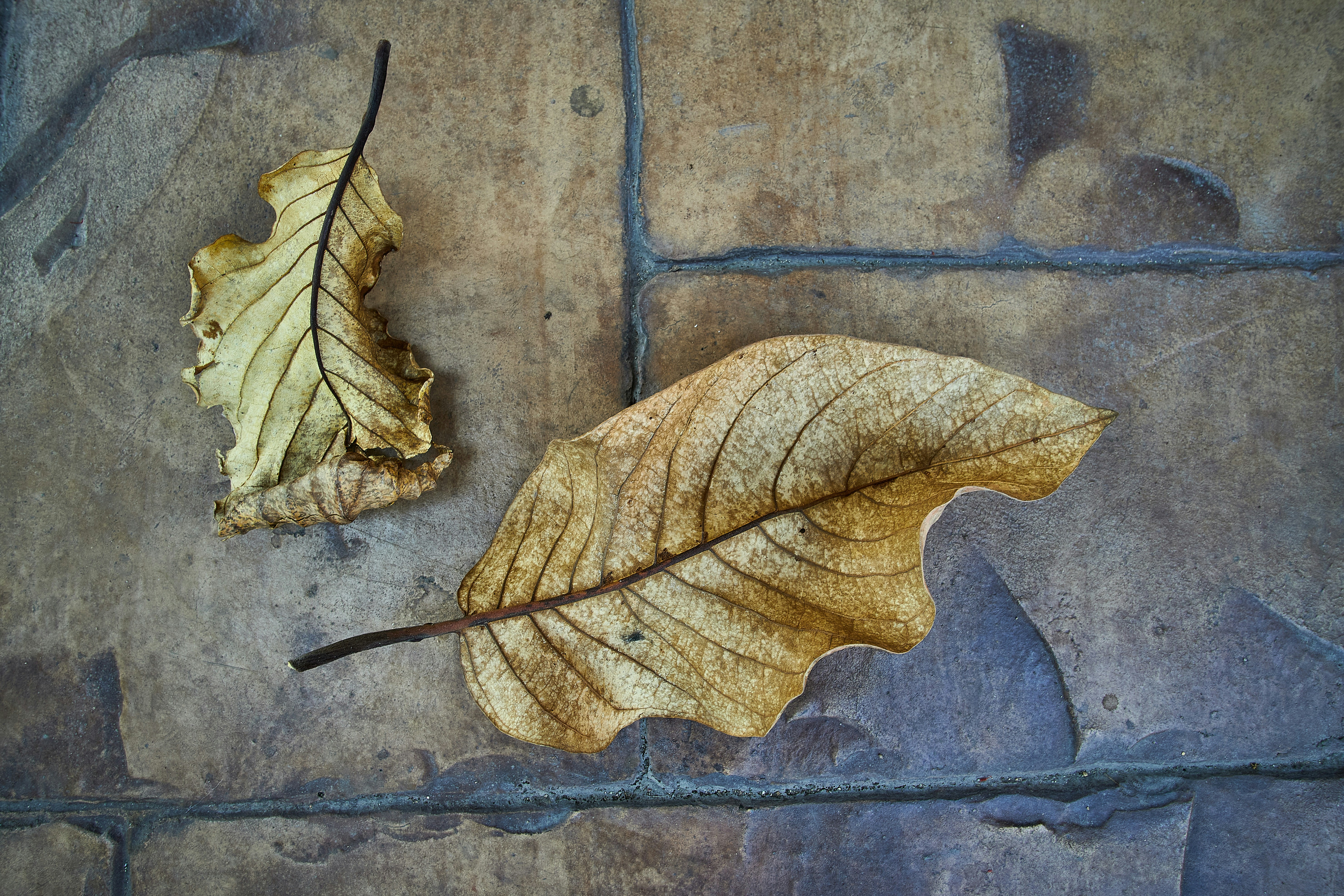 Autumn's Quiet Pause Across Slate: A Weathered Leaf