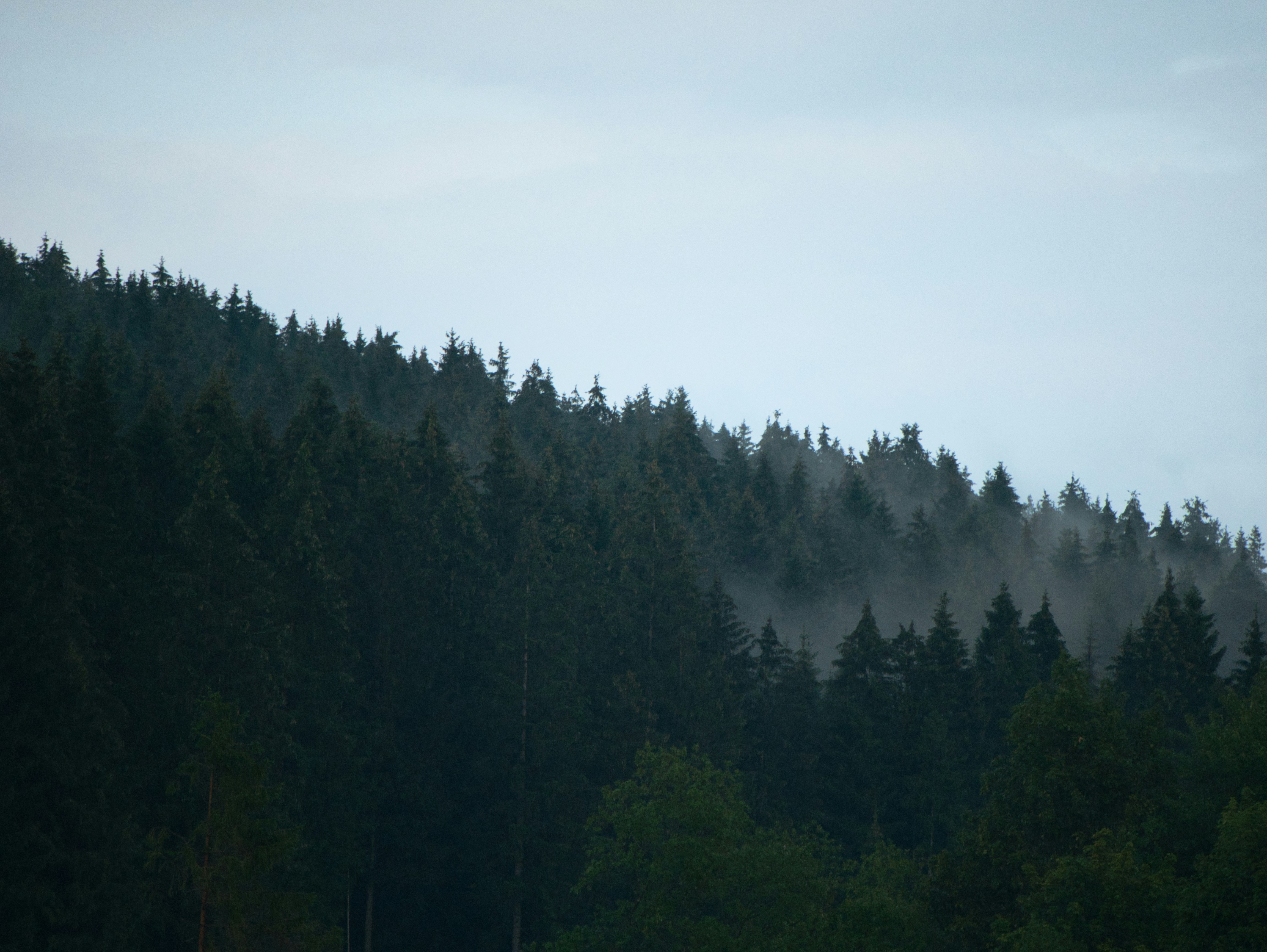 Dawn's Veil Over a Quiet Pine Ridge