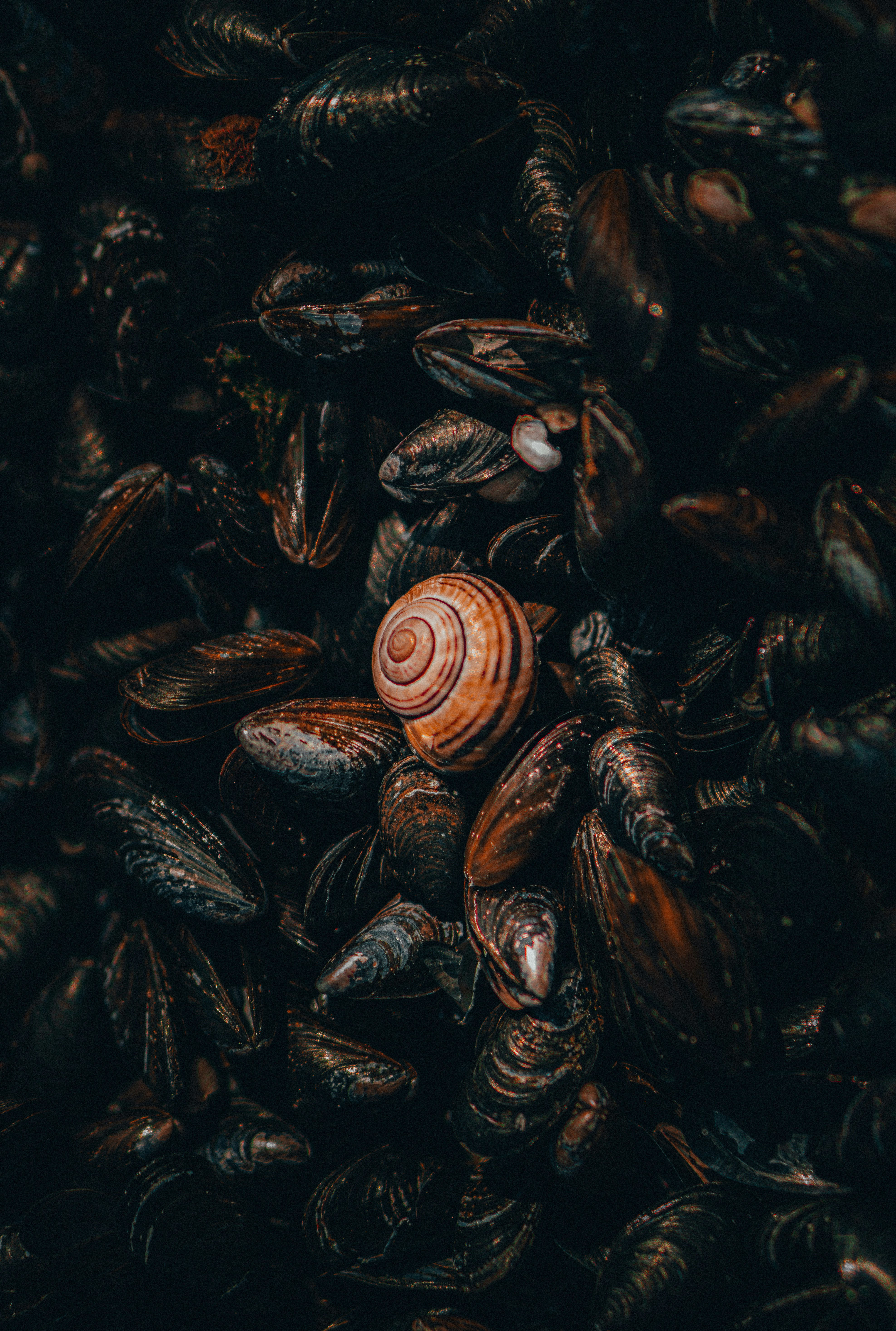 Mussel Pictures | Download Free Images on Unsplash