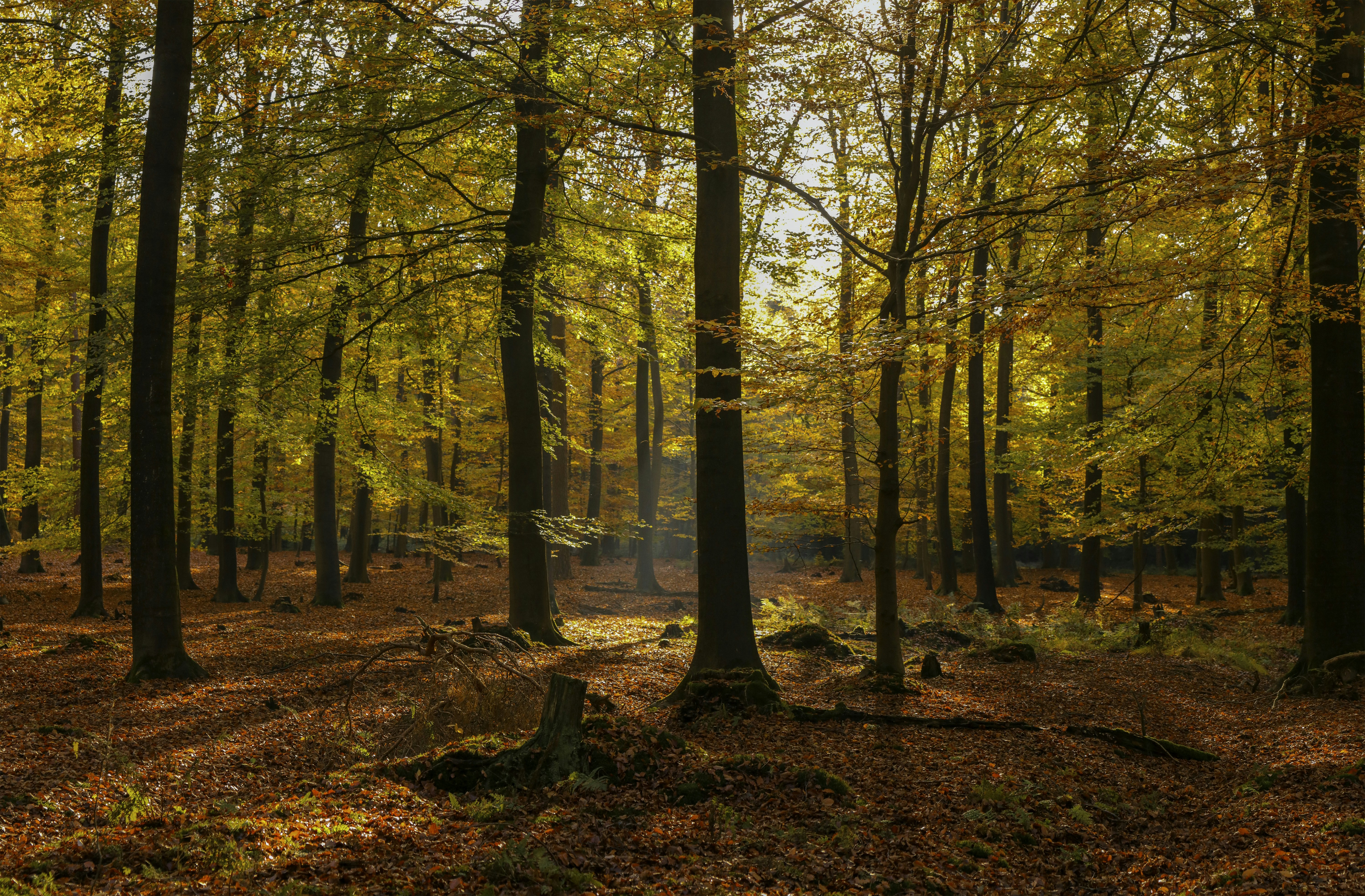 Brown trees on brown leaves during daytime photo – Free Forest Image on ...