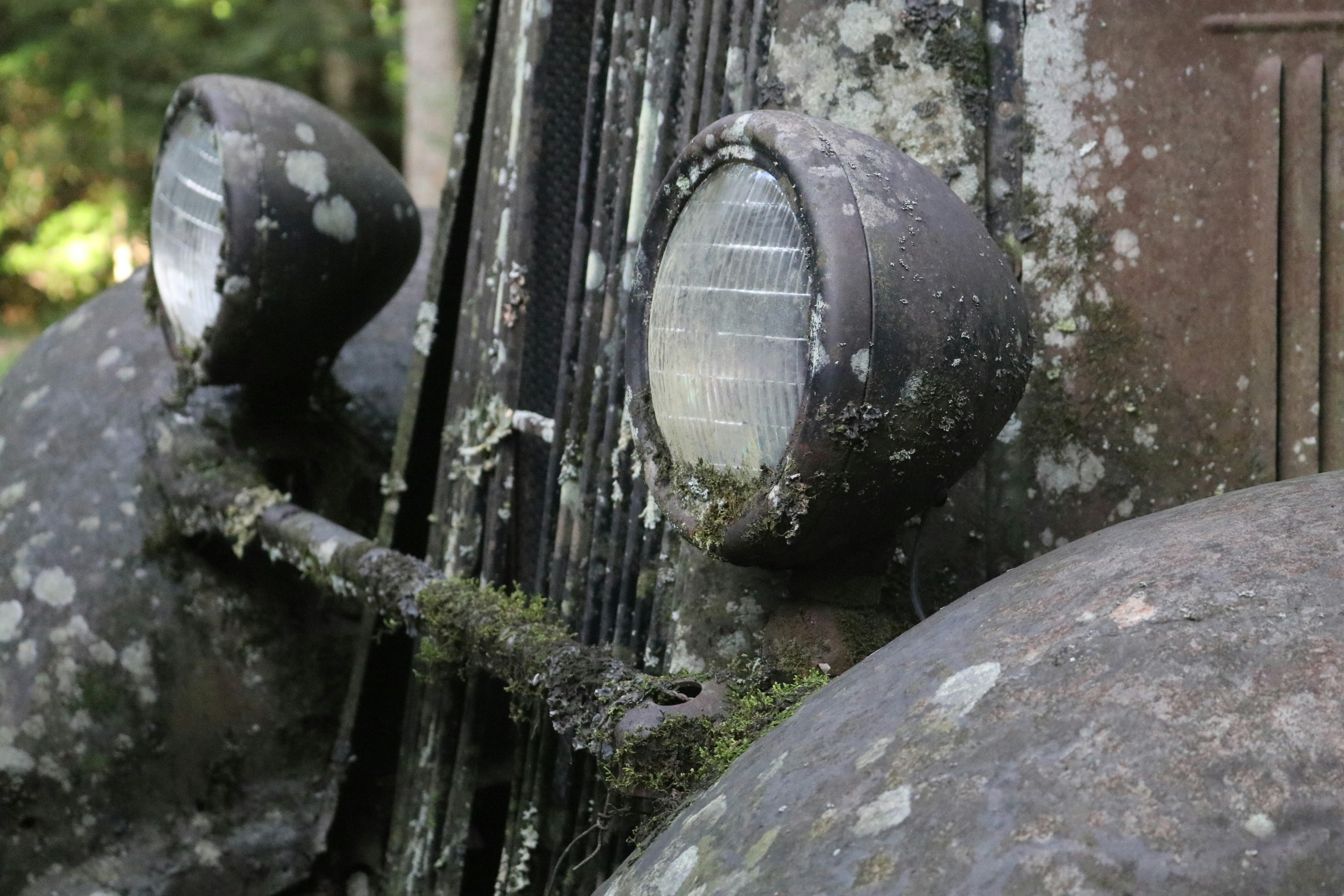 Moss-Wrapped Headlights: The Vintage Car Reclaimed by the Forest
