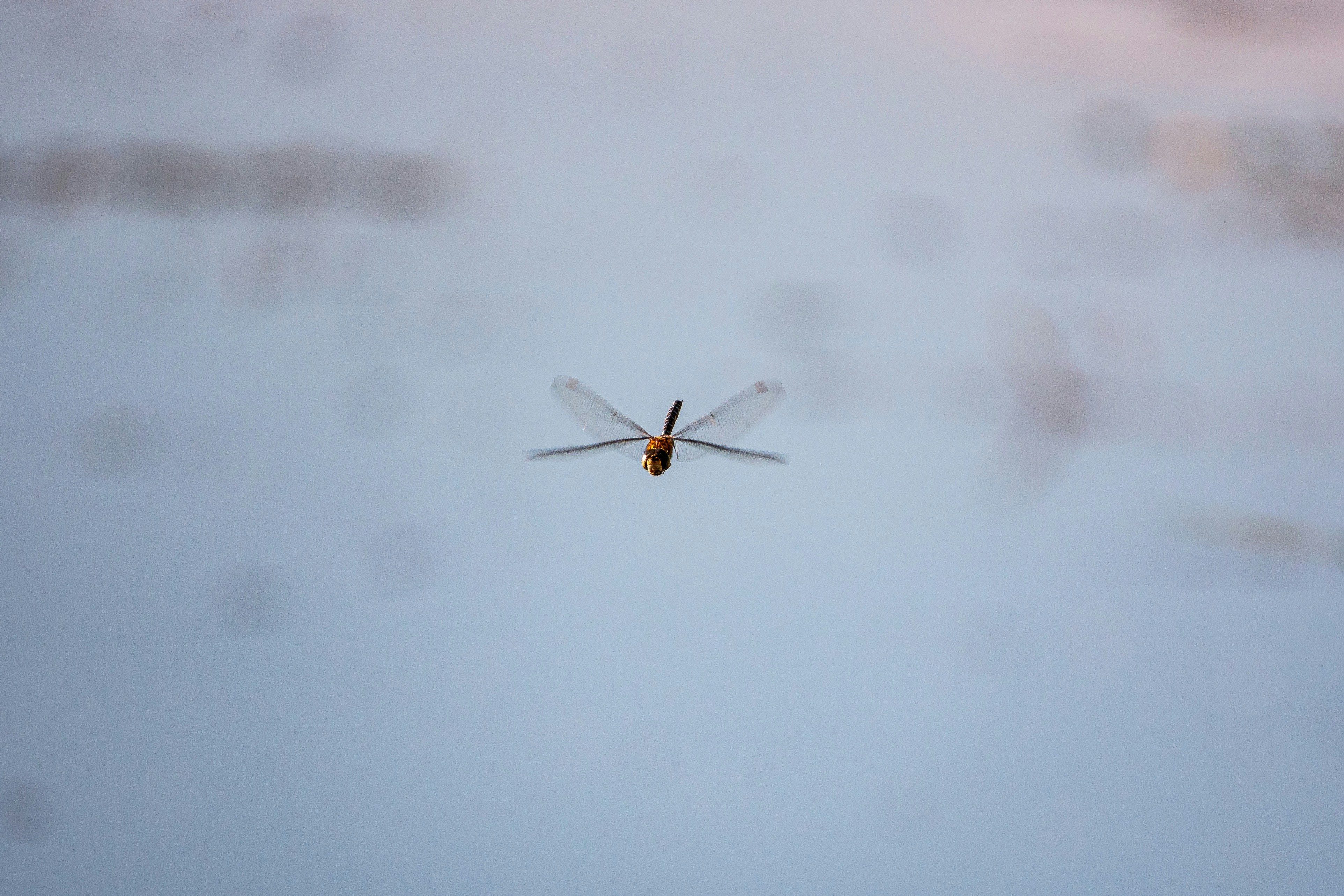 Dragonfly hovering in the center against a soft blue background with distant blurred shapes.