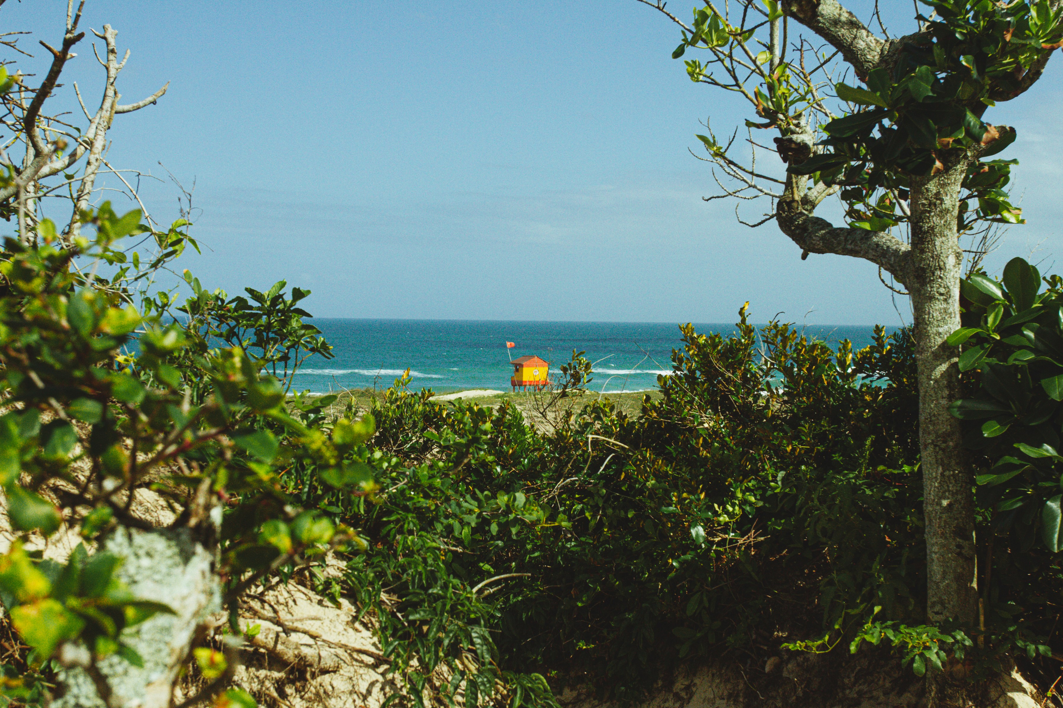beach sea ocean | green tree near body of water during daytime