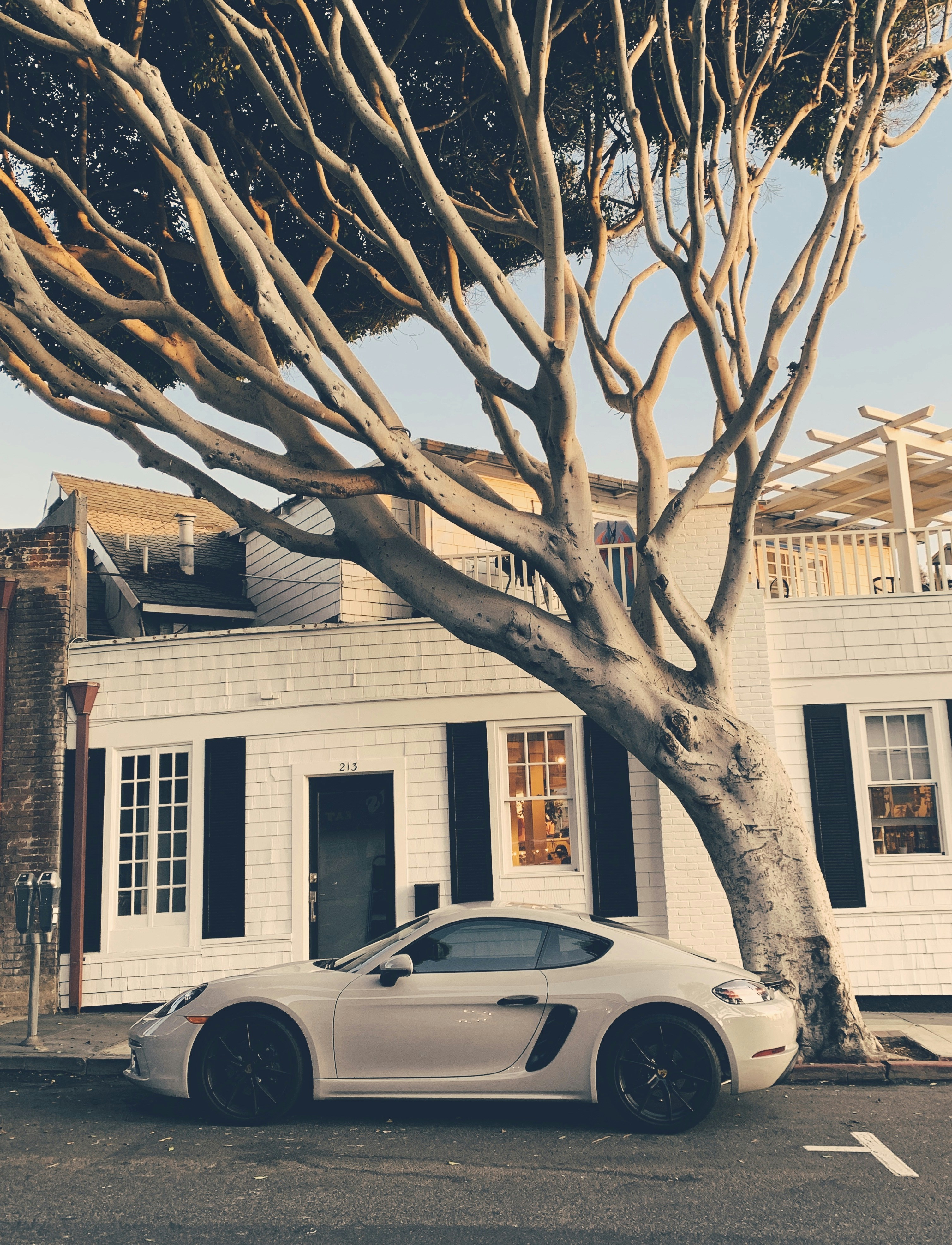 Urban Canopy: A White Porsche Nestled Beneath a Gnarled Street Tree
