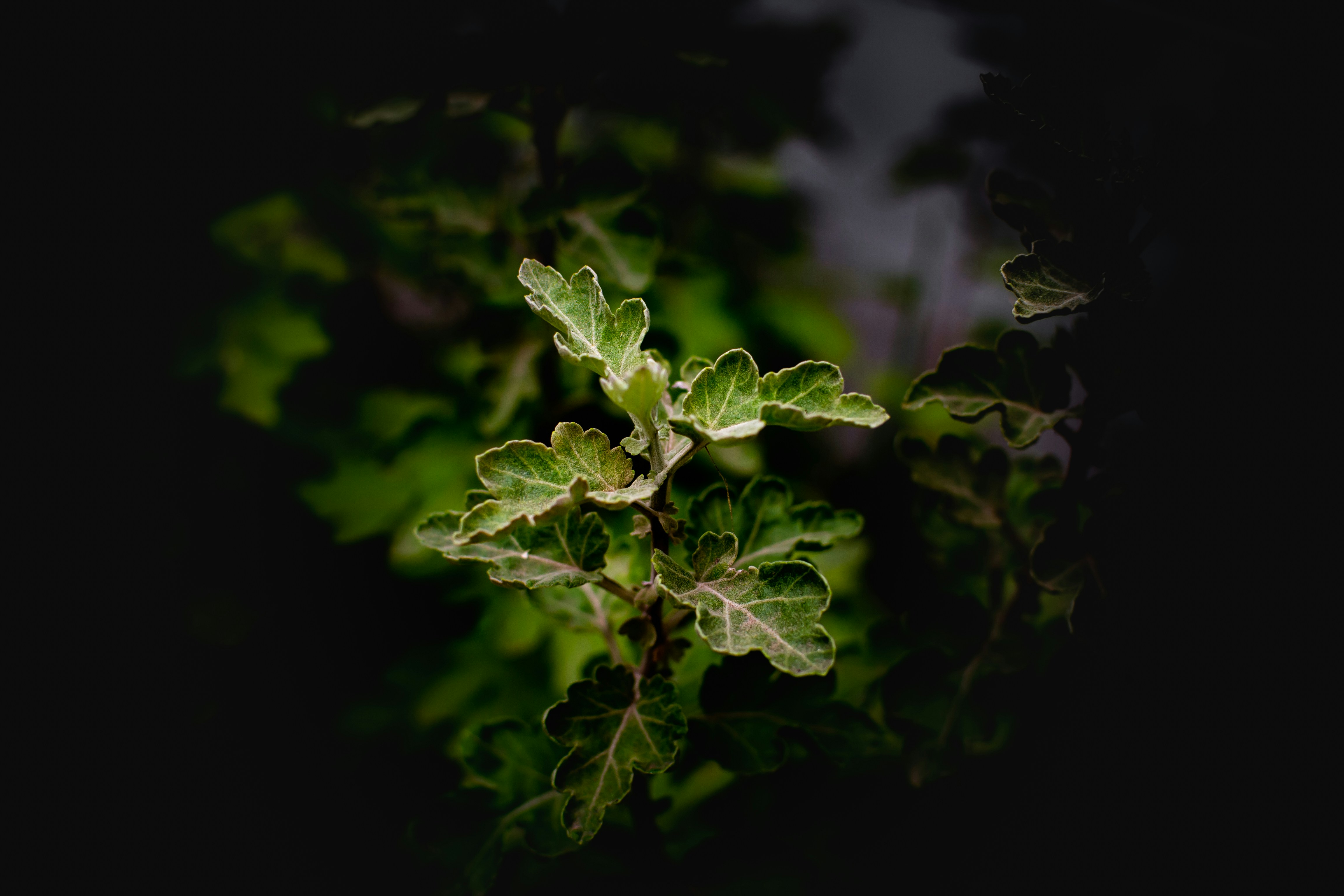 green leaves in black background