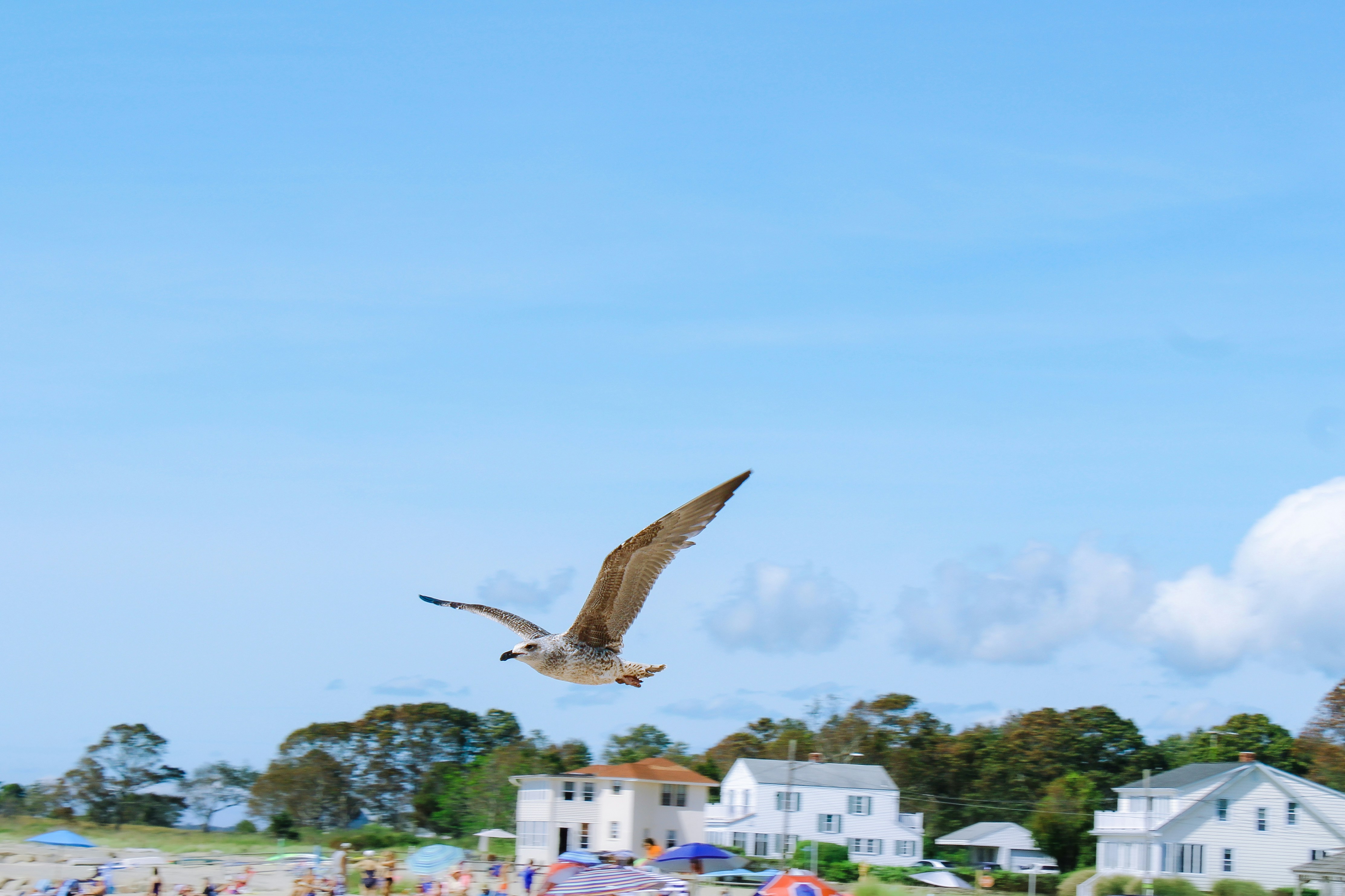 Brown bird flying over city buildings during daytime photo – Free Blue ...