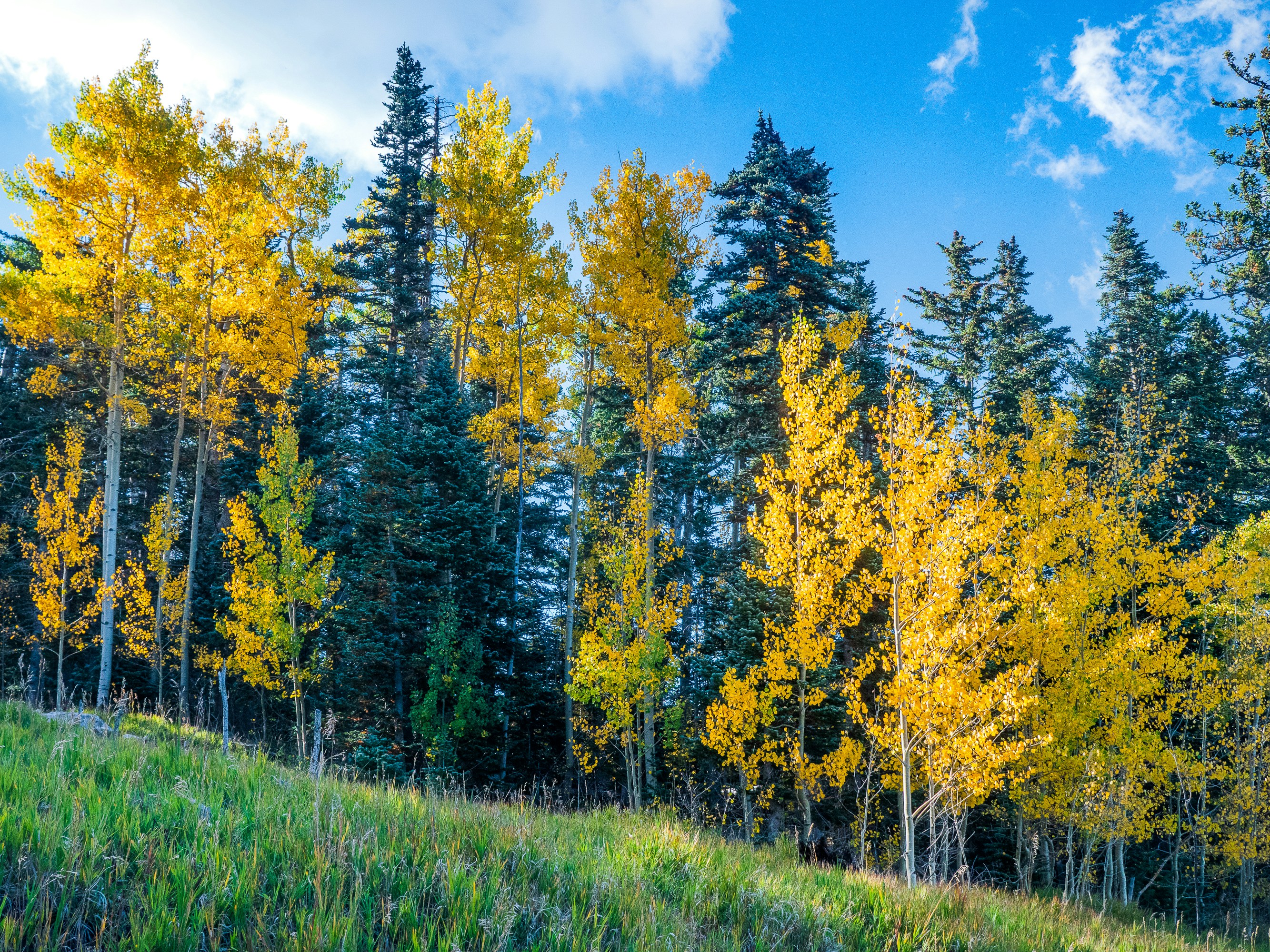 Aspen Tree Pictures | Download Free Images on Unsplash