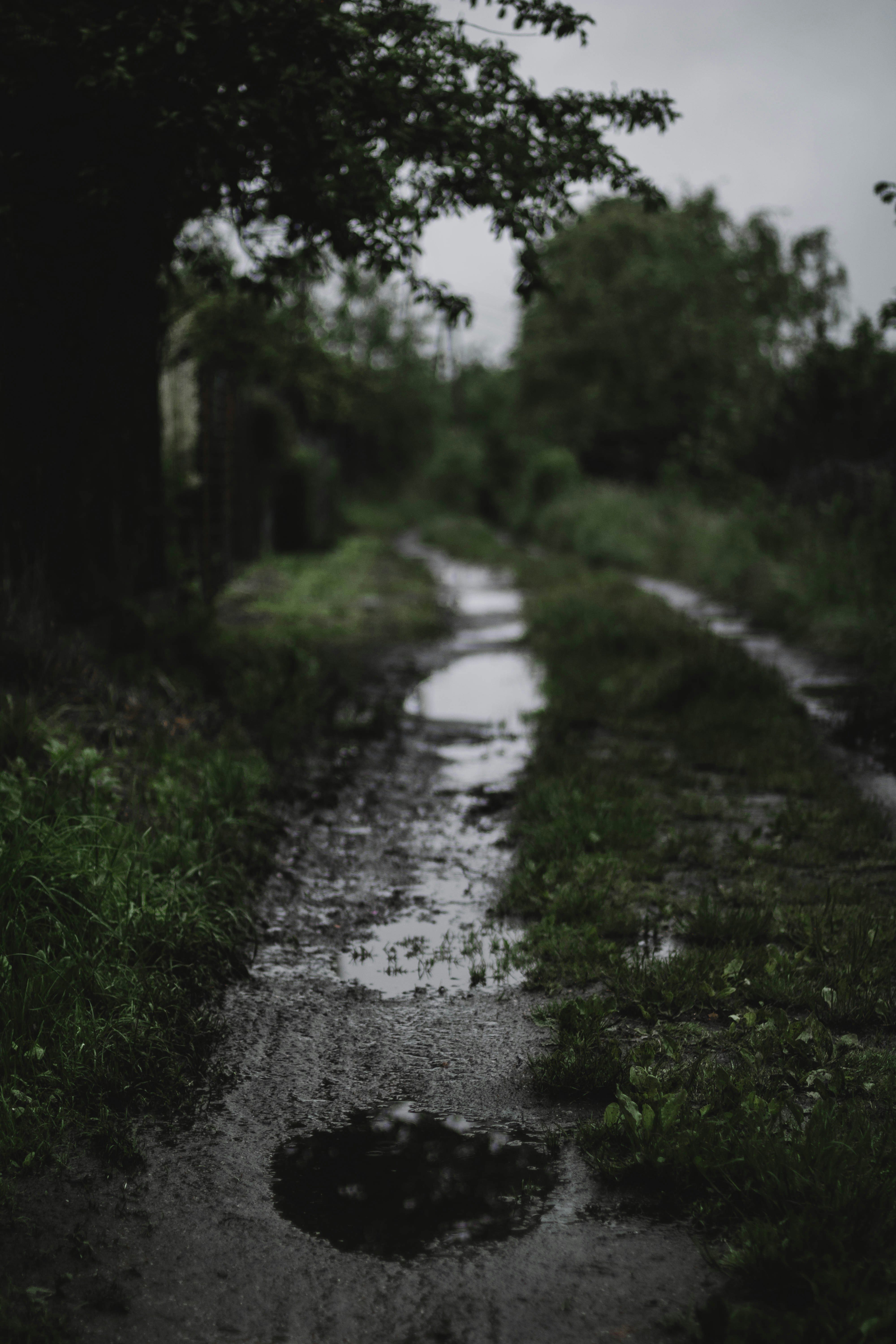 Whispers in the Mud: A Shadowed Woodland Path After Rain