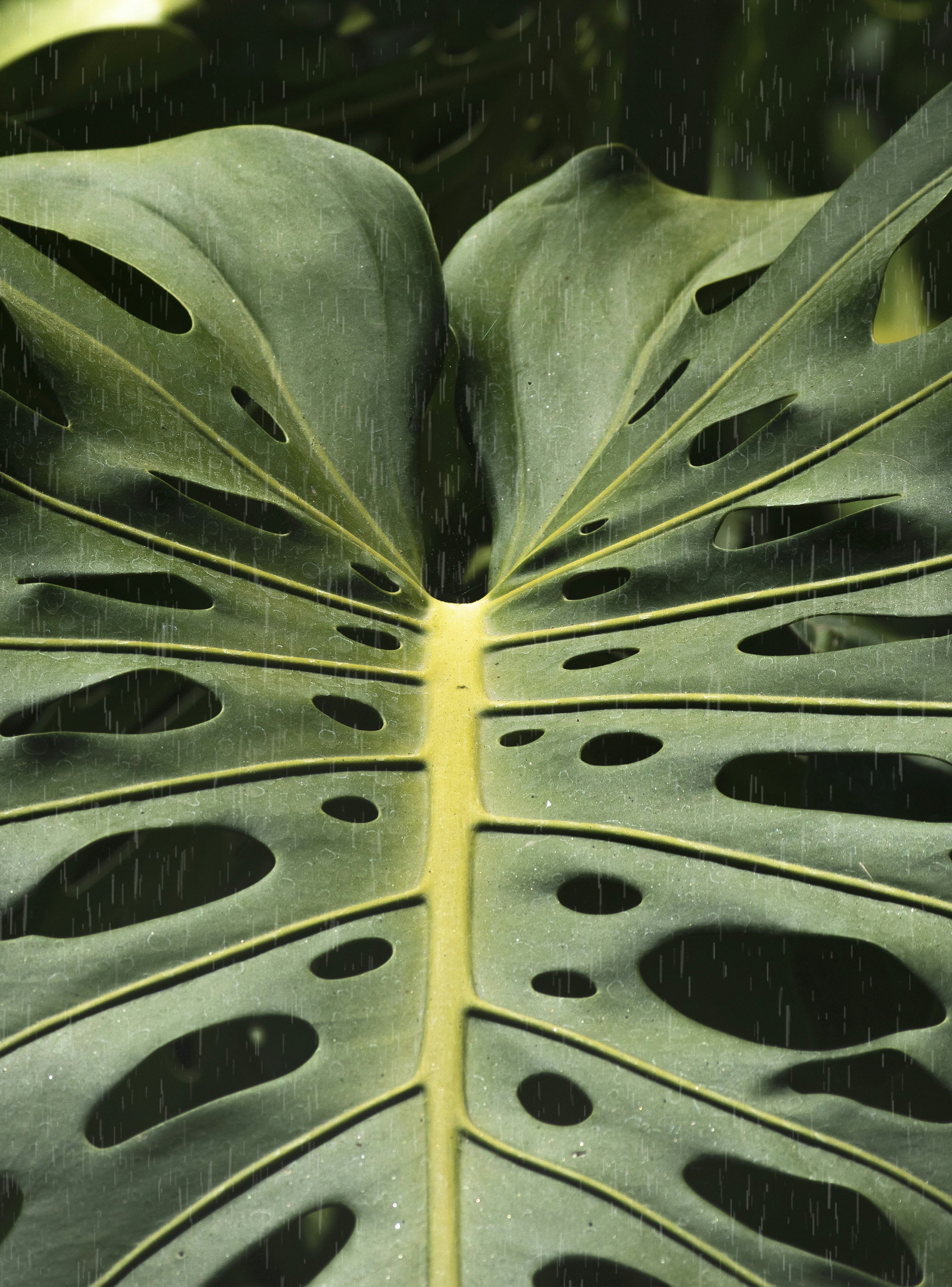 Emerald Vein: The Monstera Leaf’s Central Glow