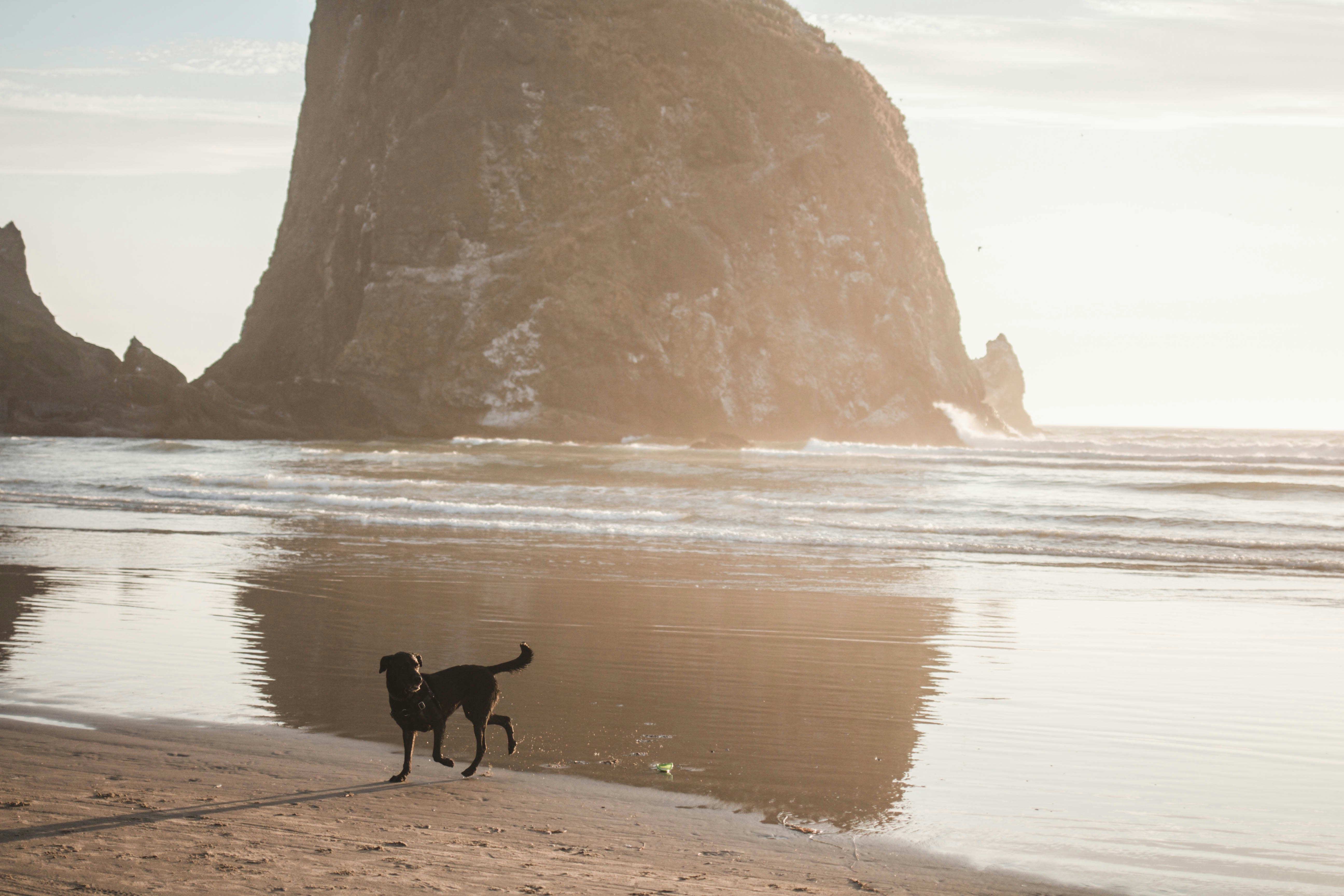 black dog running on beach in front of rock