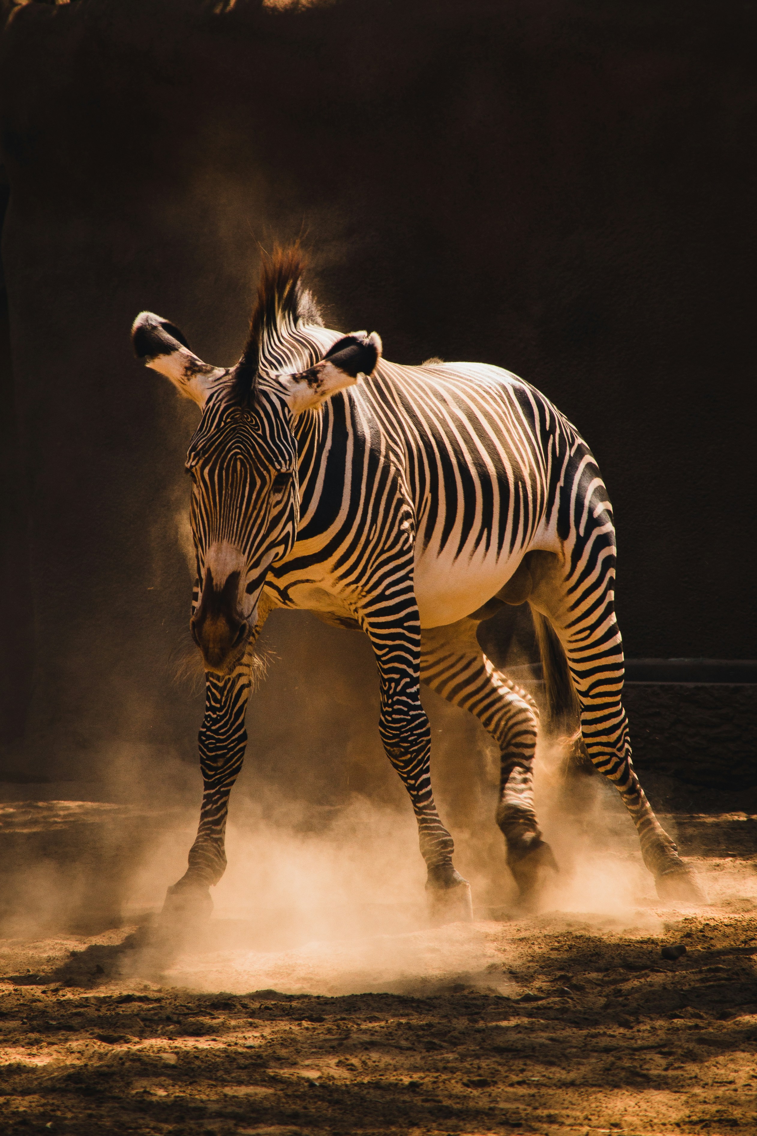 A zebra kicking up dust while standing on top of a dirt field photo ...