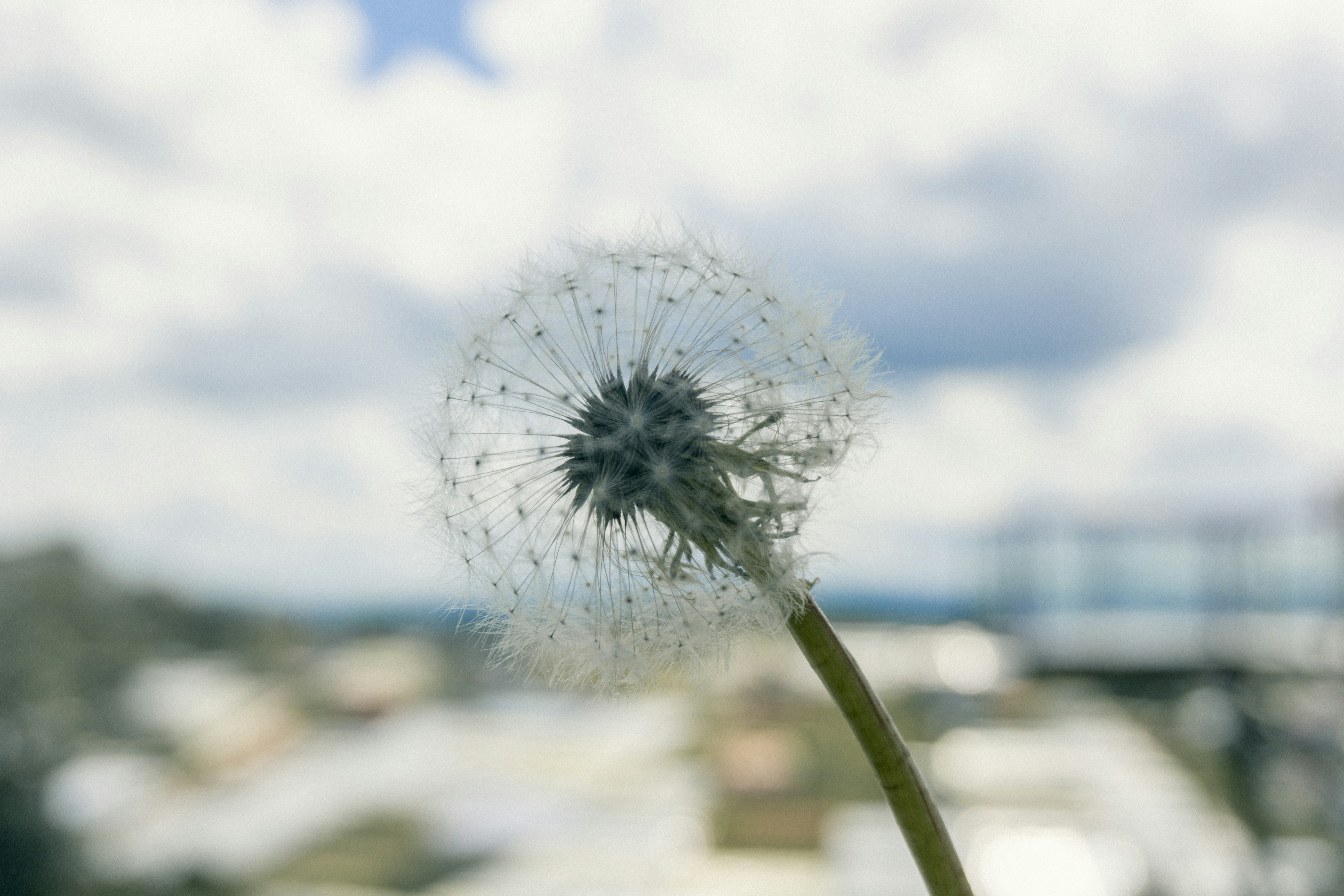 Dandelion Halo Against a Blurred Horizon