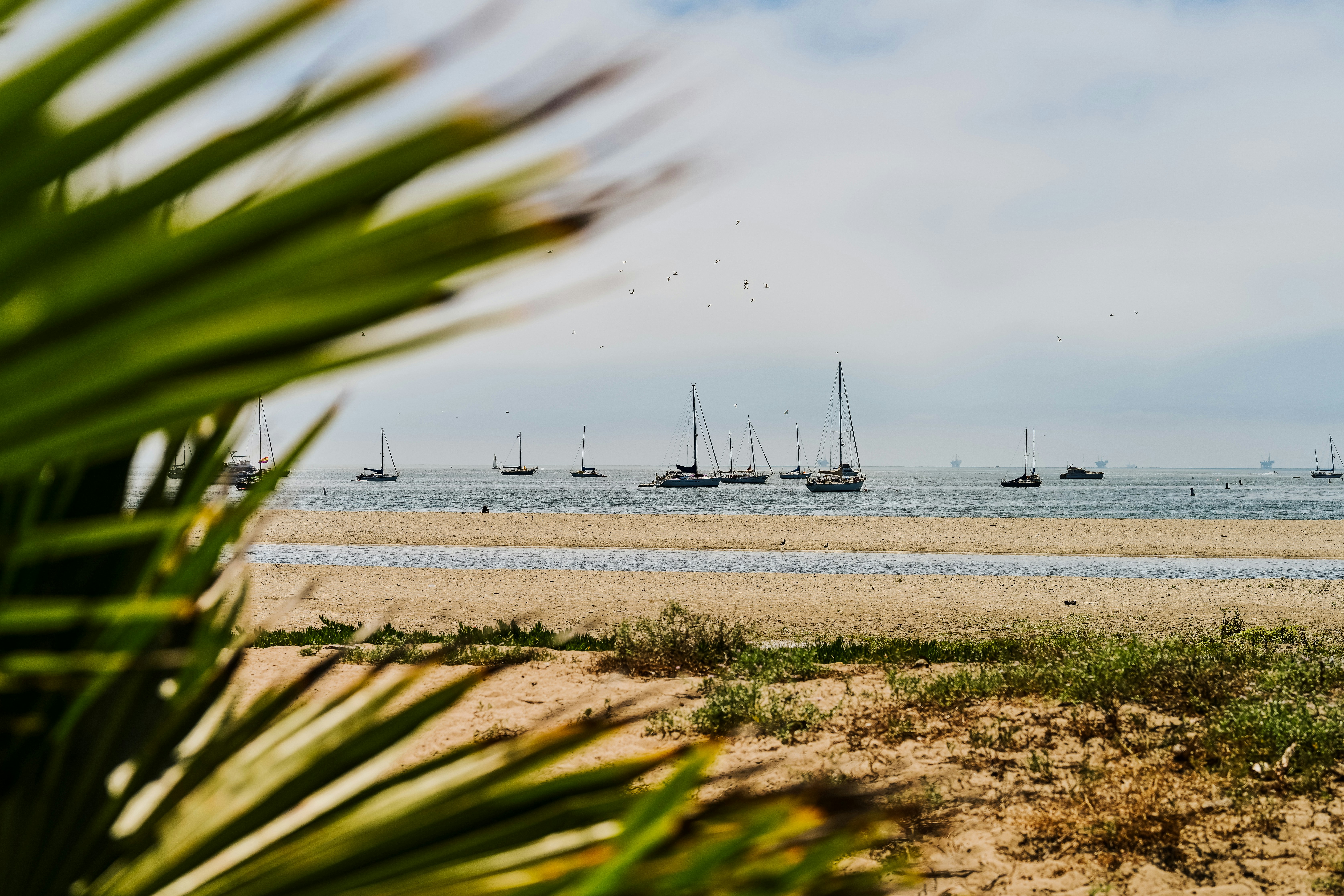 Sailboats Beyond the Palm