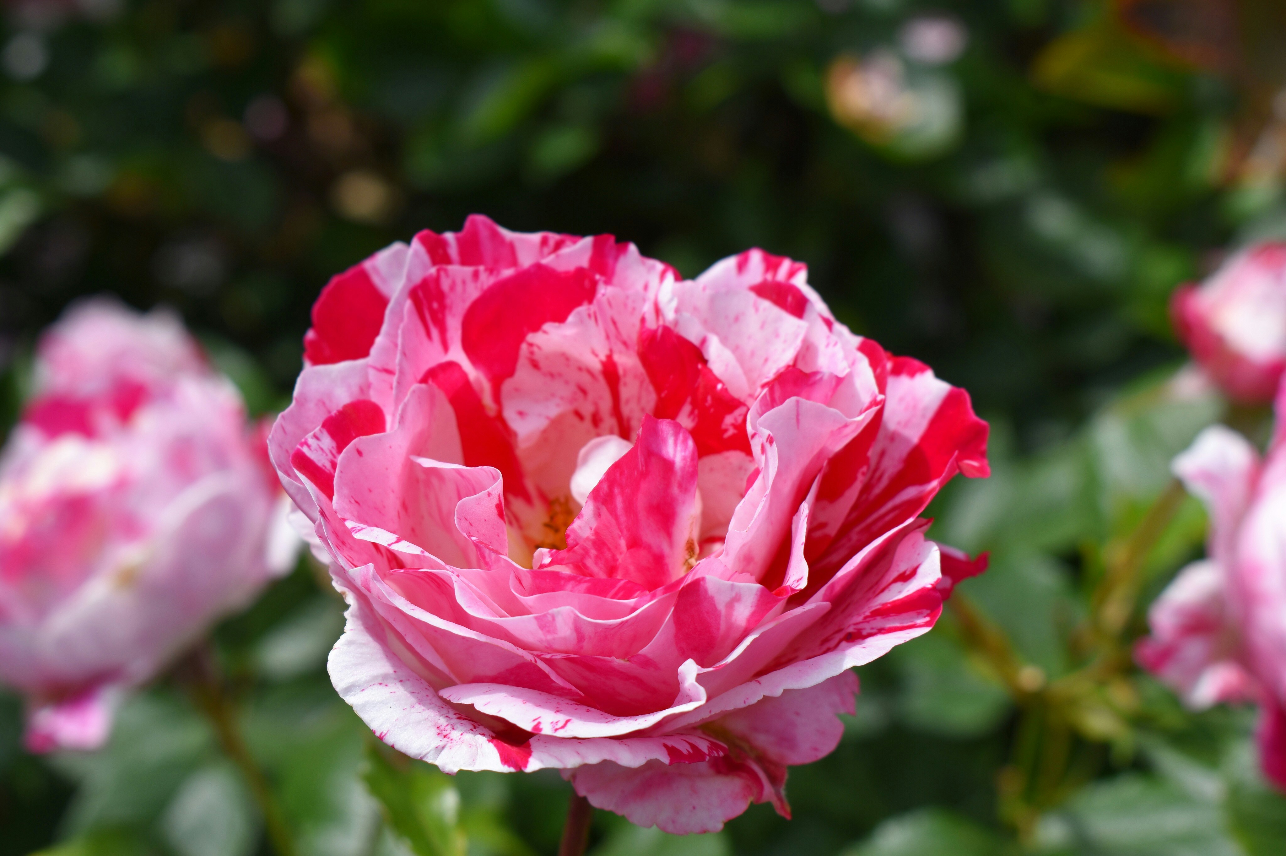 Pink and white rose in bloom during daytime photo – Free Butchart ...