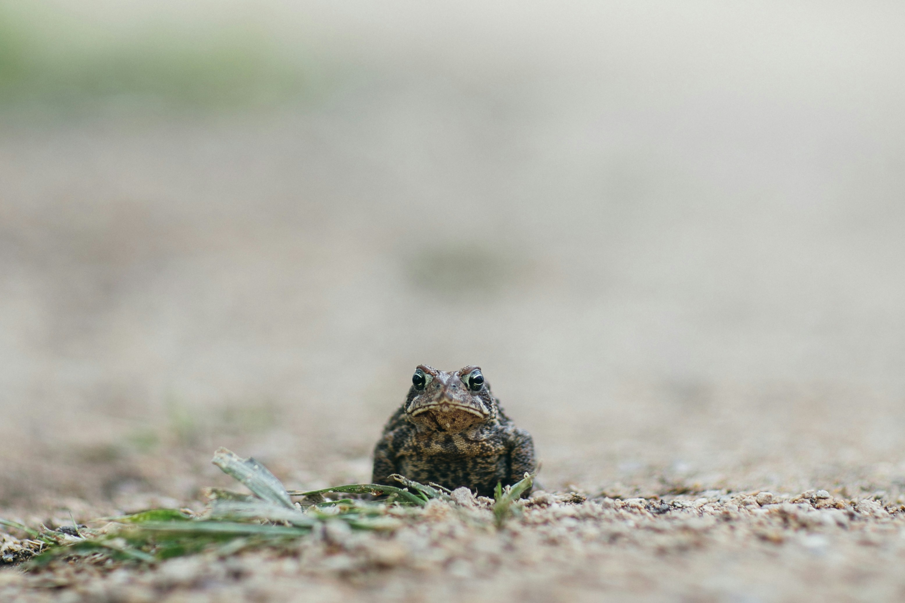 A frog sits alert on a sandy surface, surrounded by blades of grass, embodying the tranquility of its natural habitat.