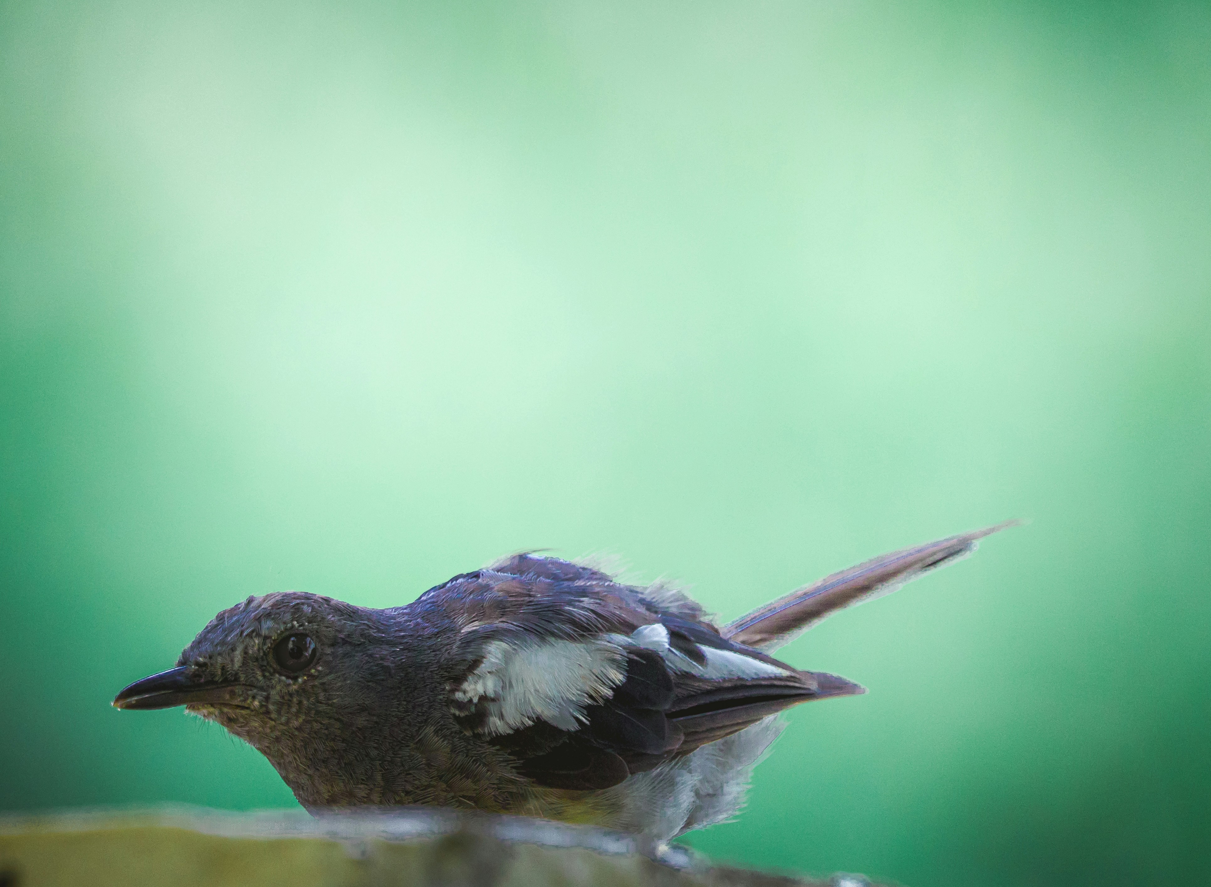 The Oriental magpie-robin (Copsychus saularis) is a small passerine bird that was formerly classed as a member of the thrush family Turdidae, but now considered an Old World flycatcher. They are distinctive black and white birds with a long tail that is held upright as they forage on the ground or perch conspicuously. Occurring across most of the Indian subcontinent and parts of Southeast Asia, they are common birds in urban gardens as well as forests. They are particularly well known for their songs and were once popular as cagebirds