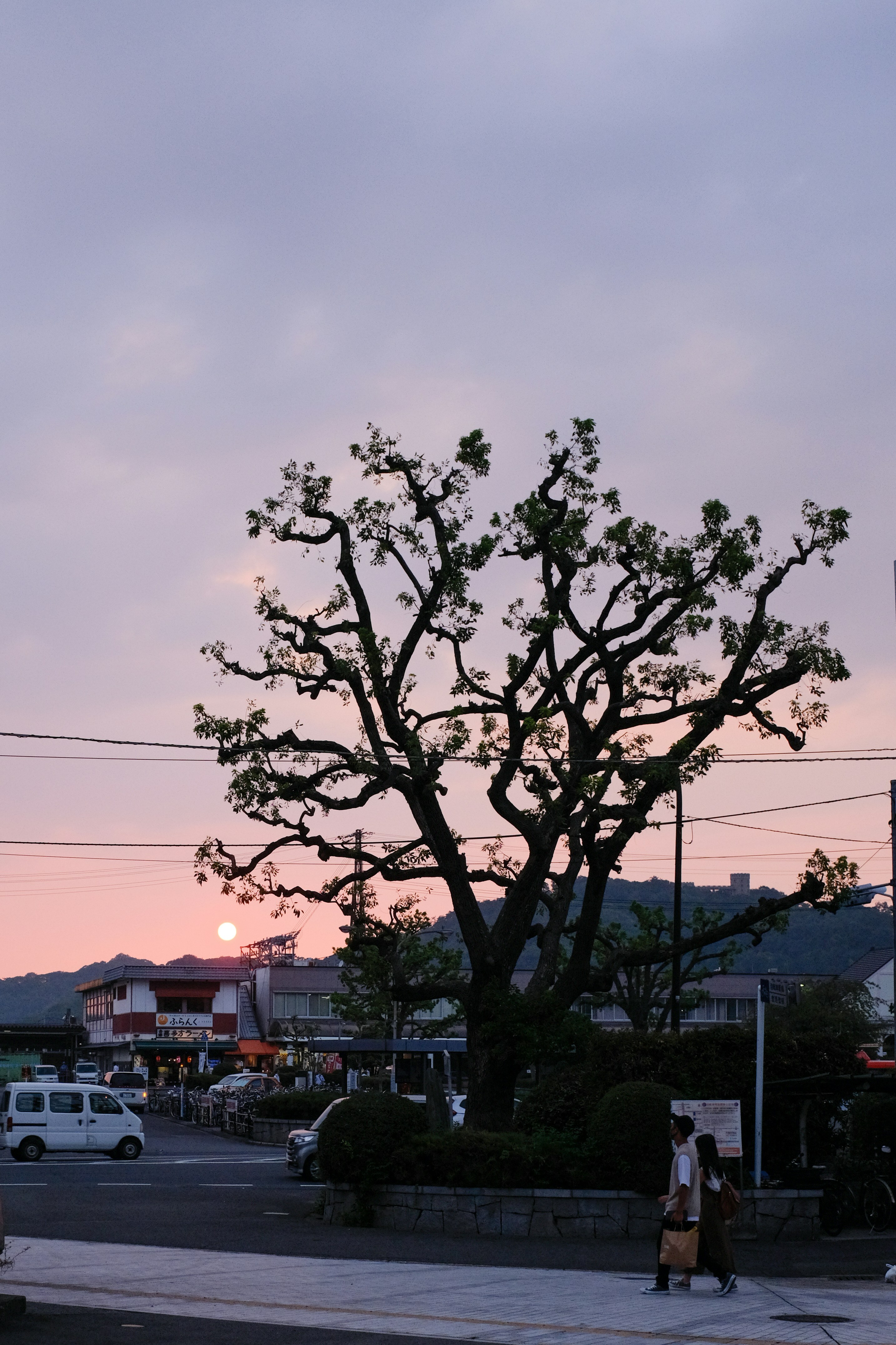 Twilight Sentinel: The Gnarled Tree Framing a Quiet Street