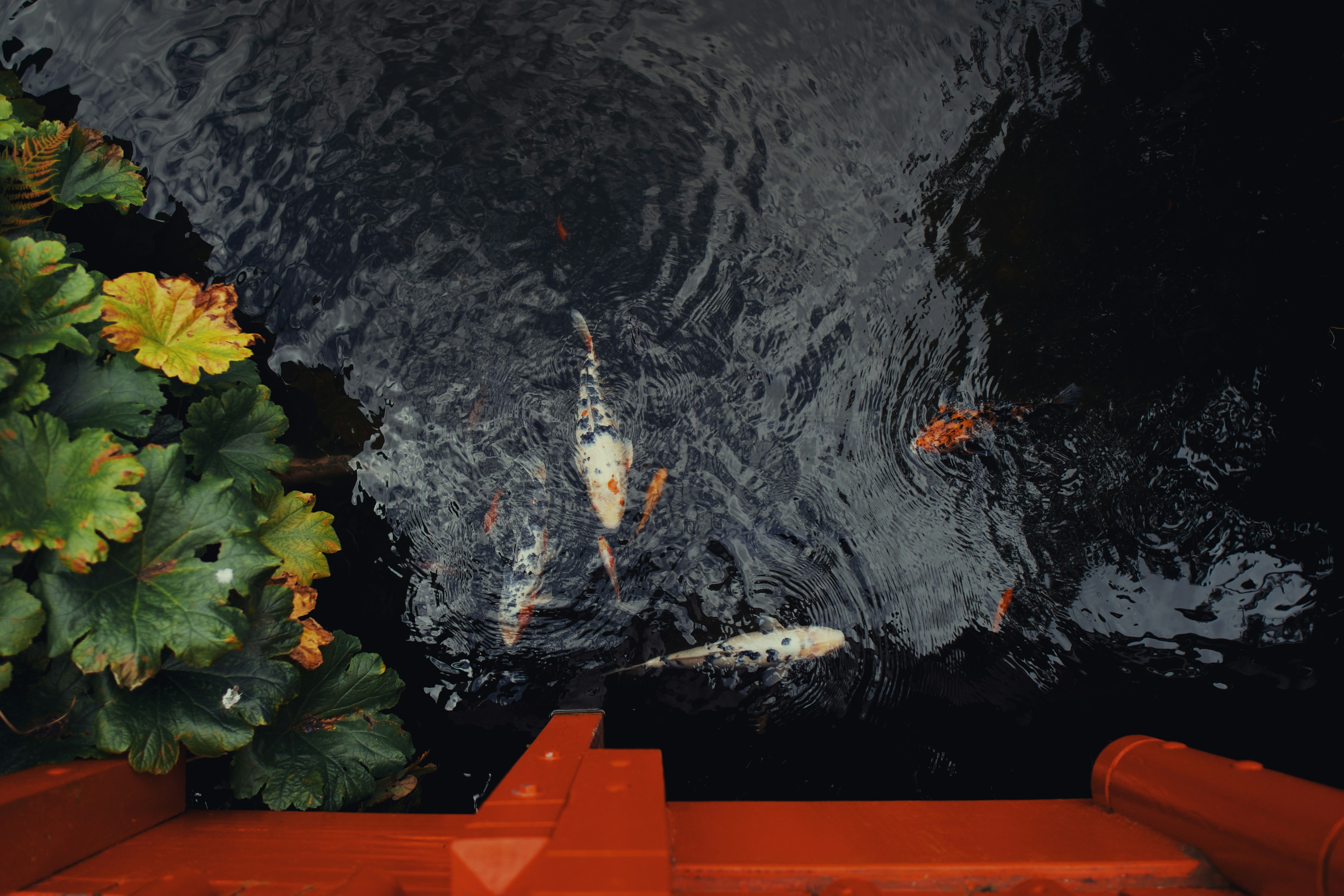 Crimson Edge: Koi Glide Above a Quiet, Dark Pond