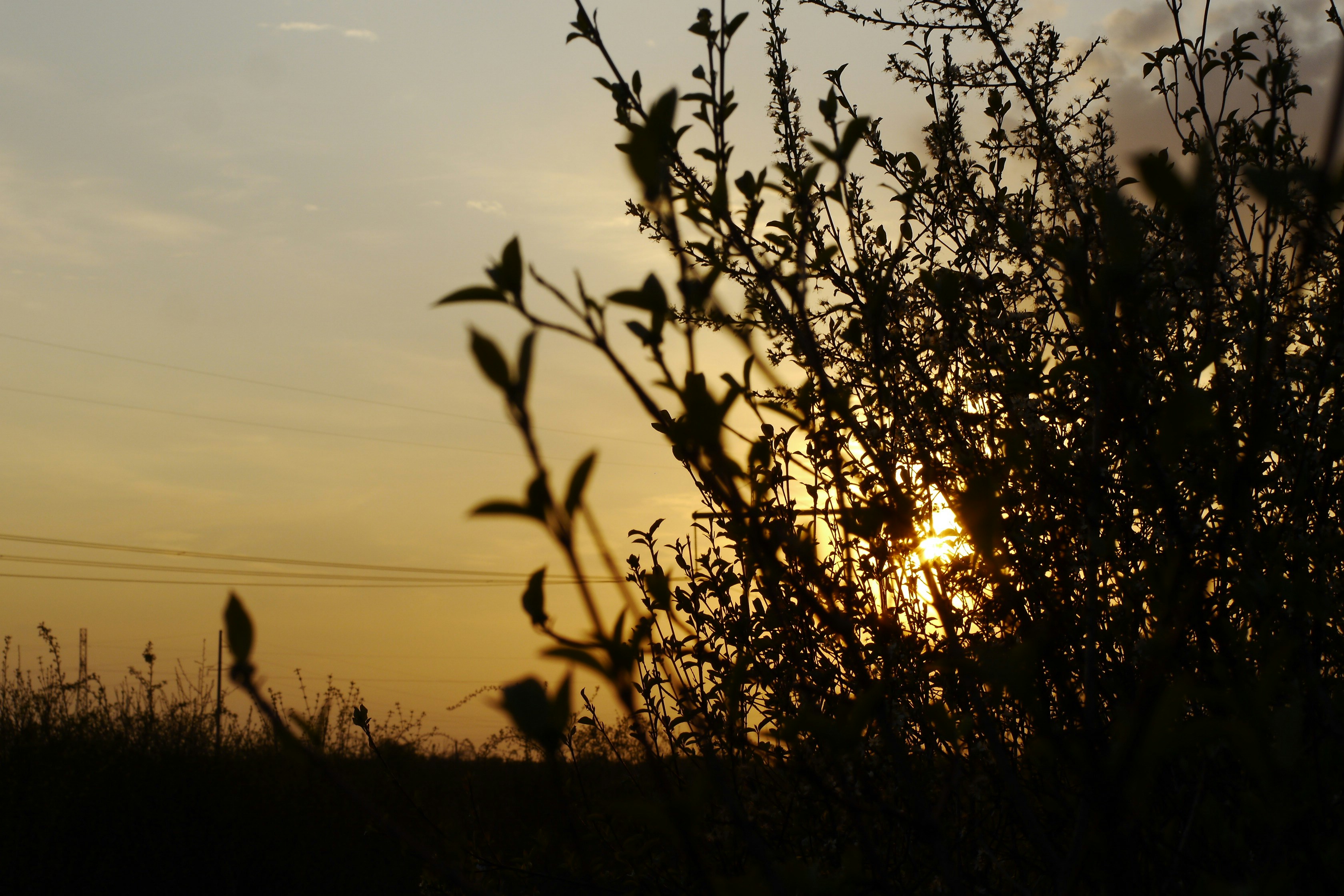 Silhouetted foliage against a golden sunset, capturing the serene transition from day to night.