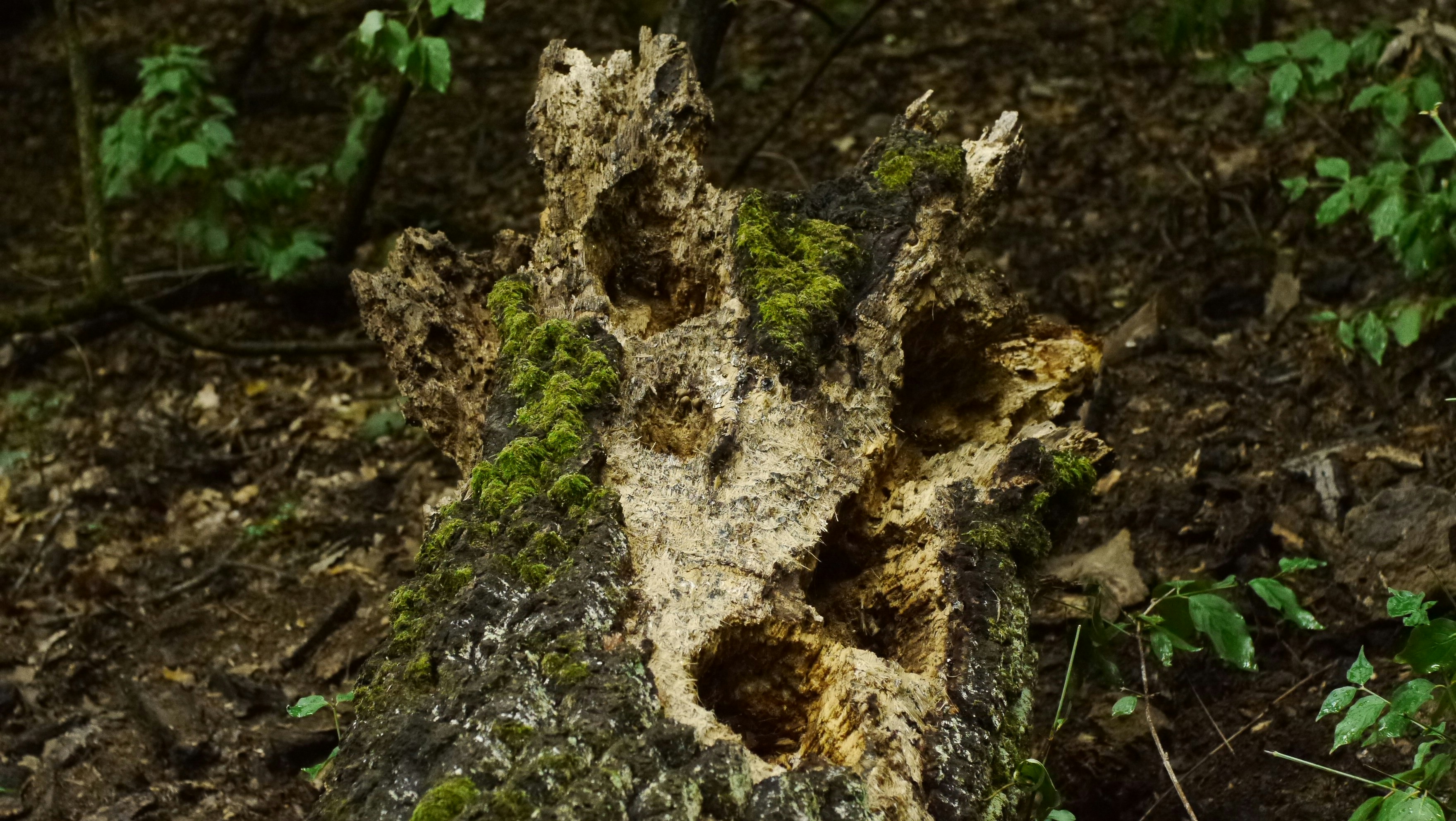 Moss-covered, jagged stump dominates a shadowed forest floor.