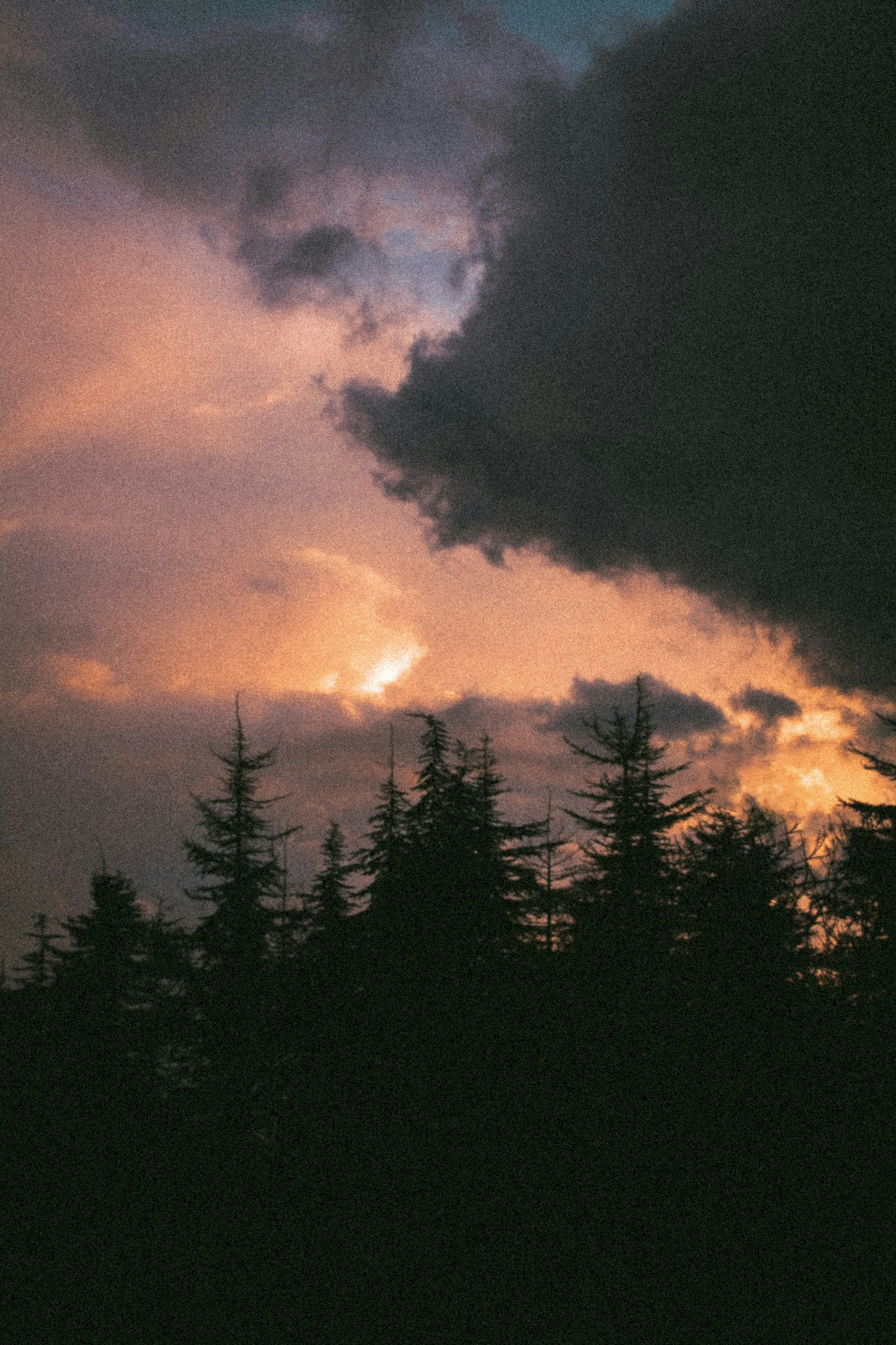 Sunset Over Silhouetted Pines: Fire in the Clouds