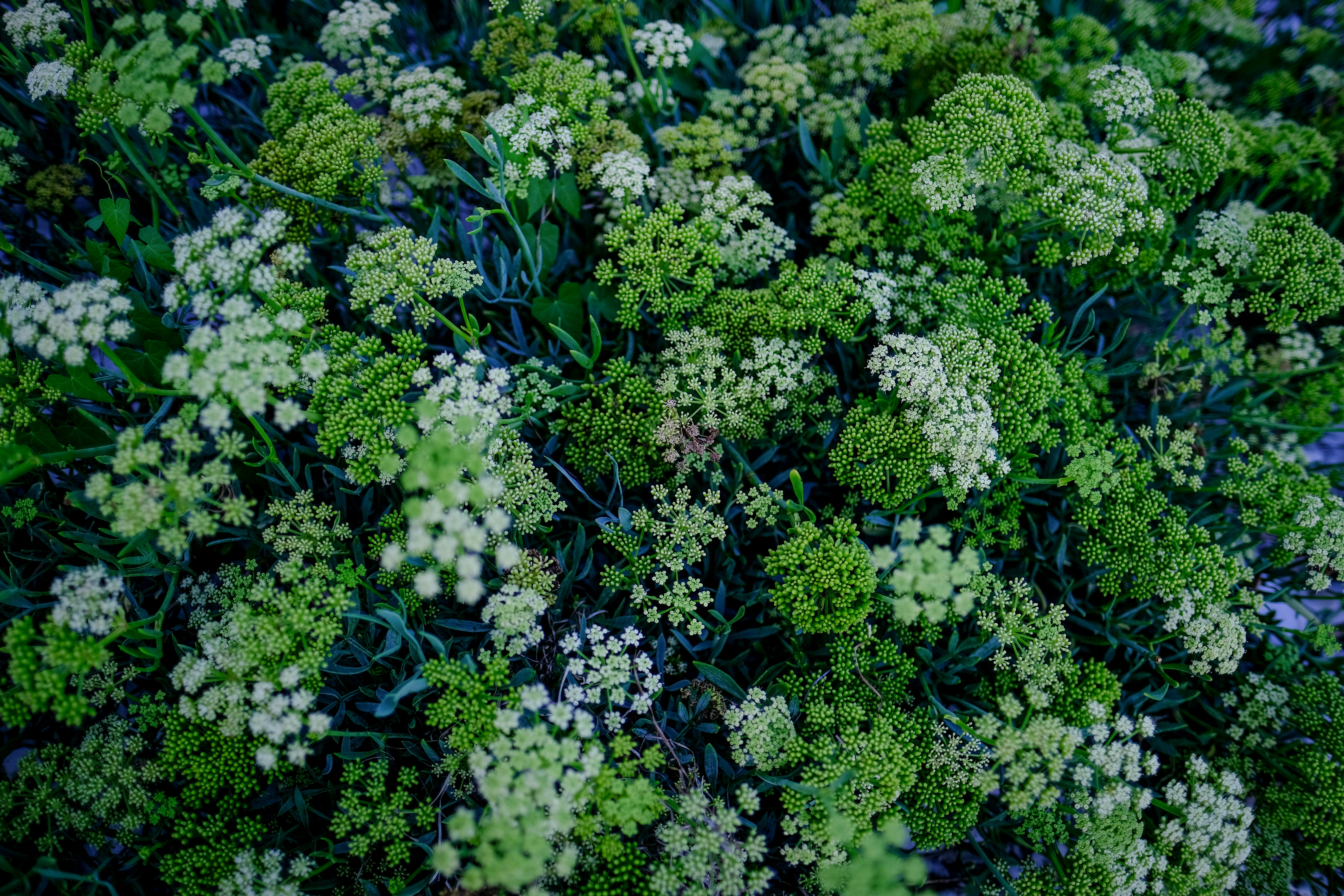 Emerald Crystals: Close-Up of Queen Anne’s Lace-like Flora in Dense Green