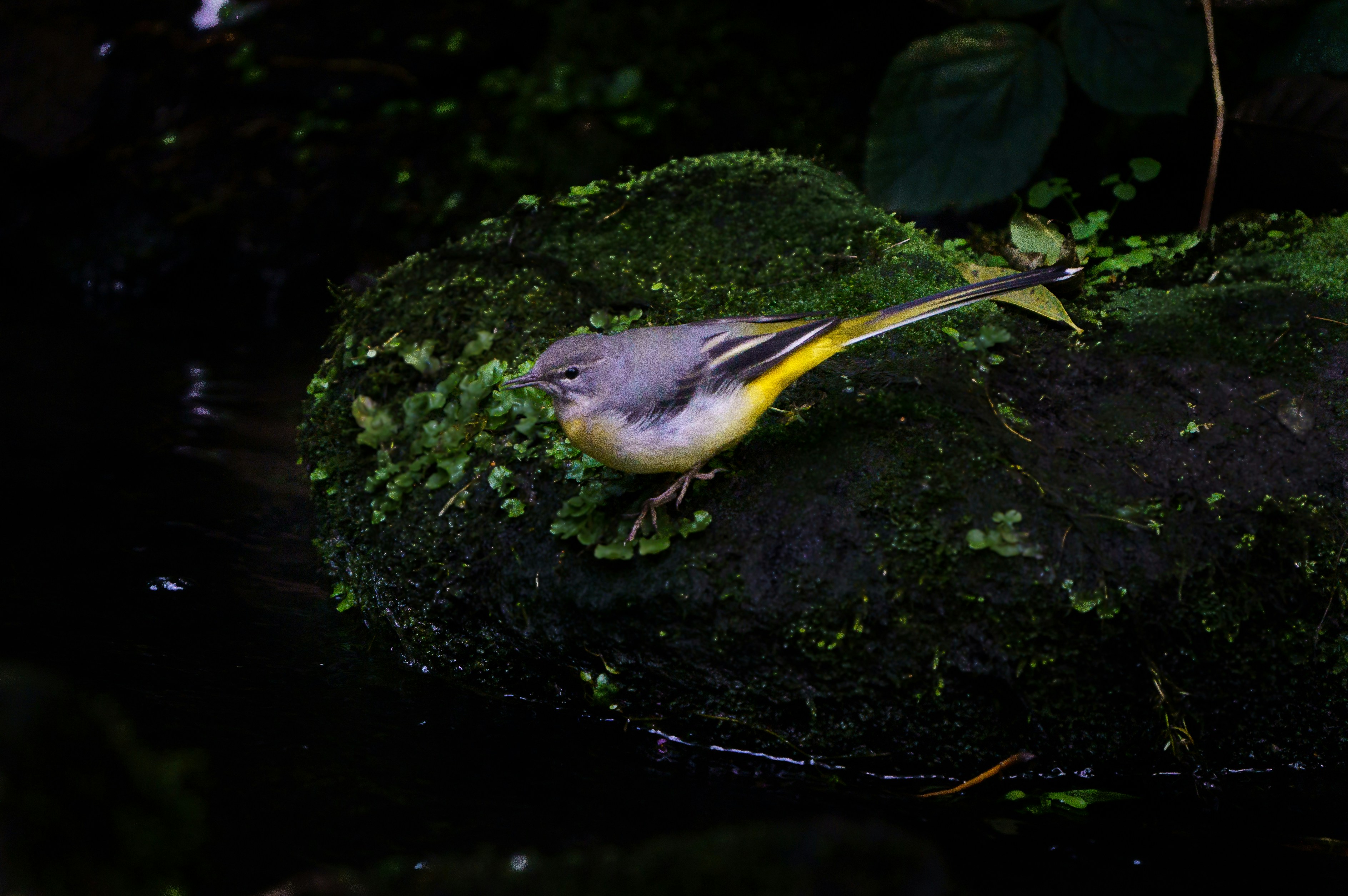 A Grey Wagtail on a moss-covered rock