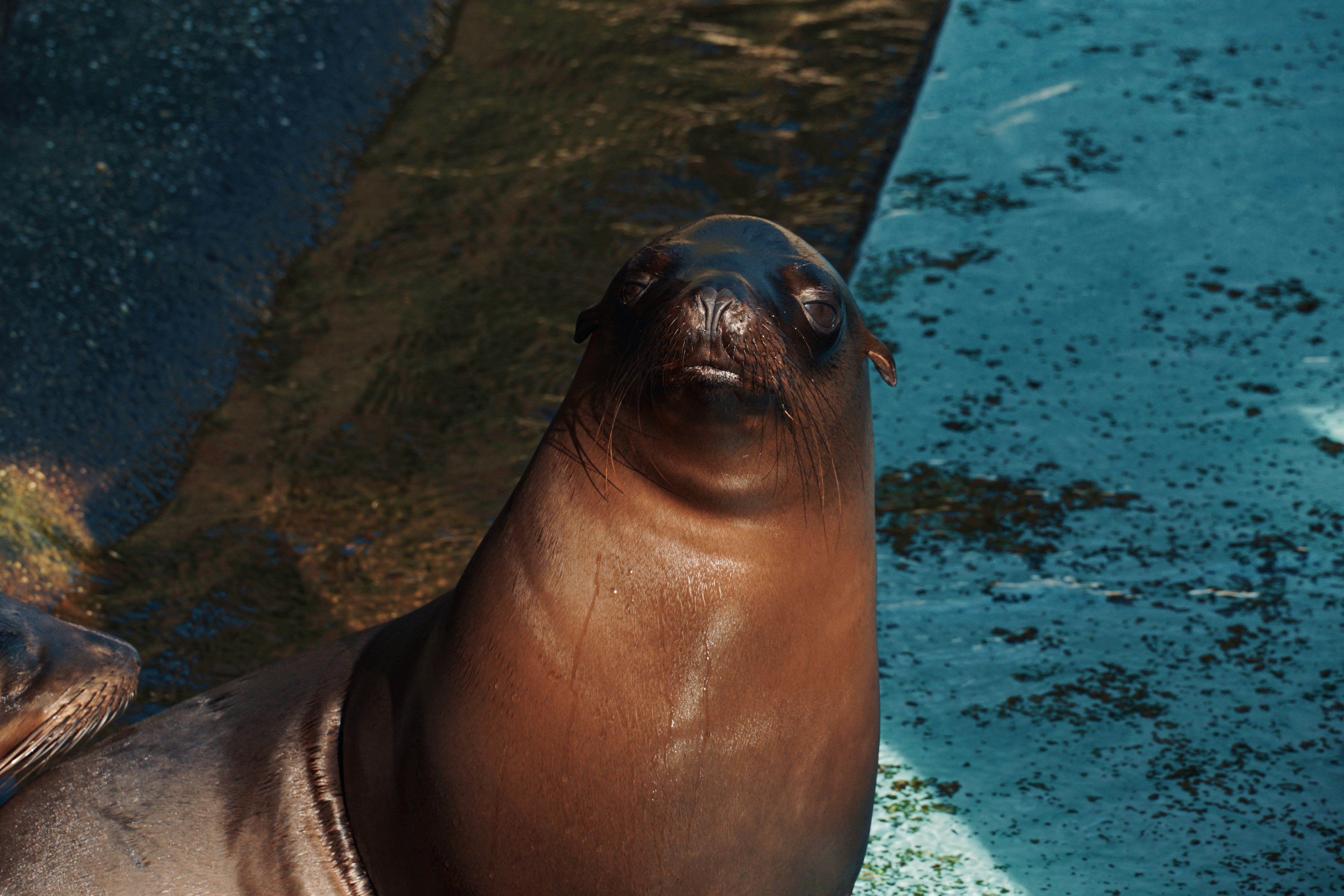 A sea lion with a playful expression lounging on a sunlit platform, surrounded by shimmering water. The scene captures the essence of marine life relaxation.