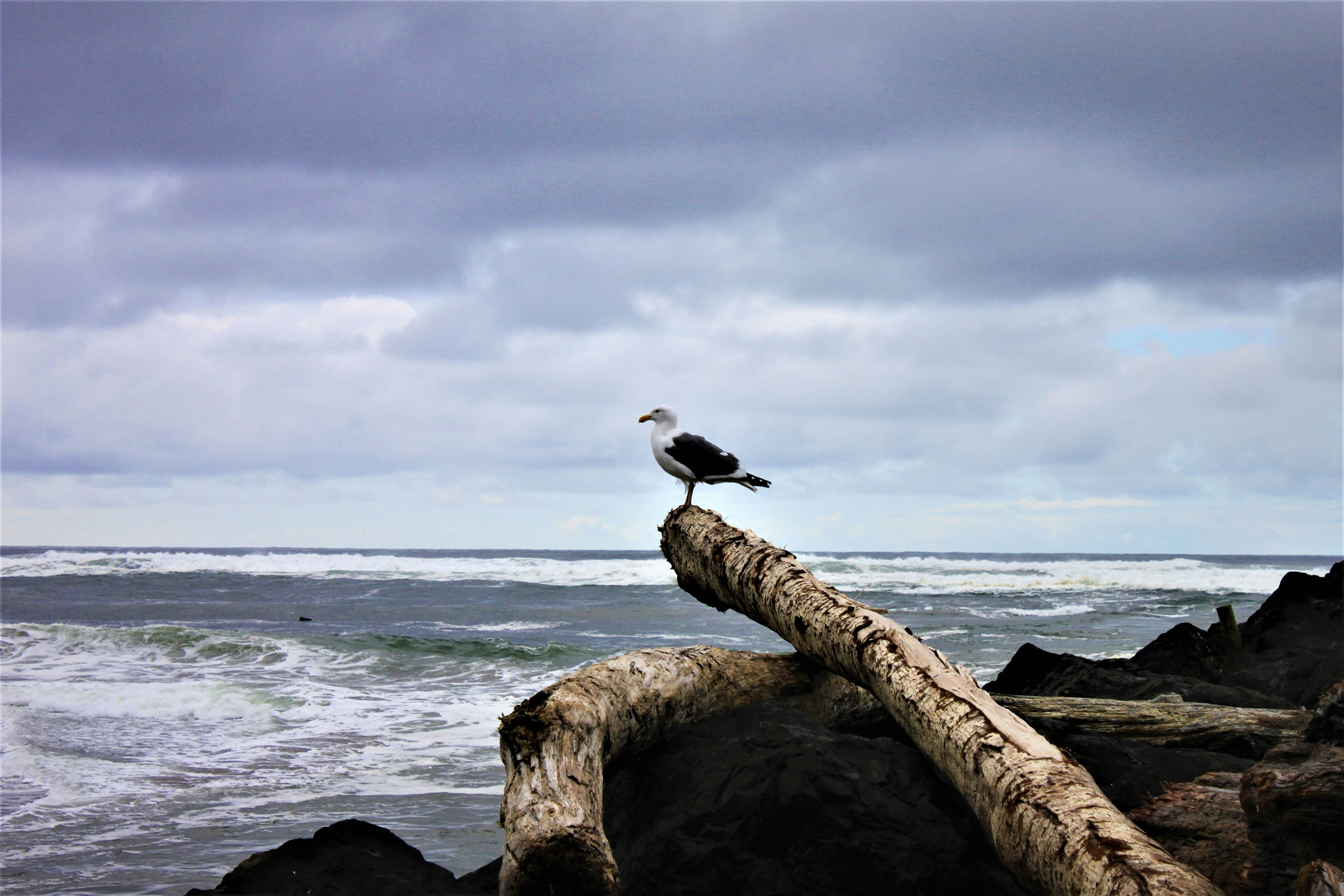 A seagull perched on a weathered log overlooking a turbulent ocean under a moody sky.
