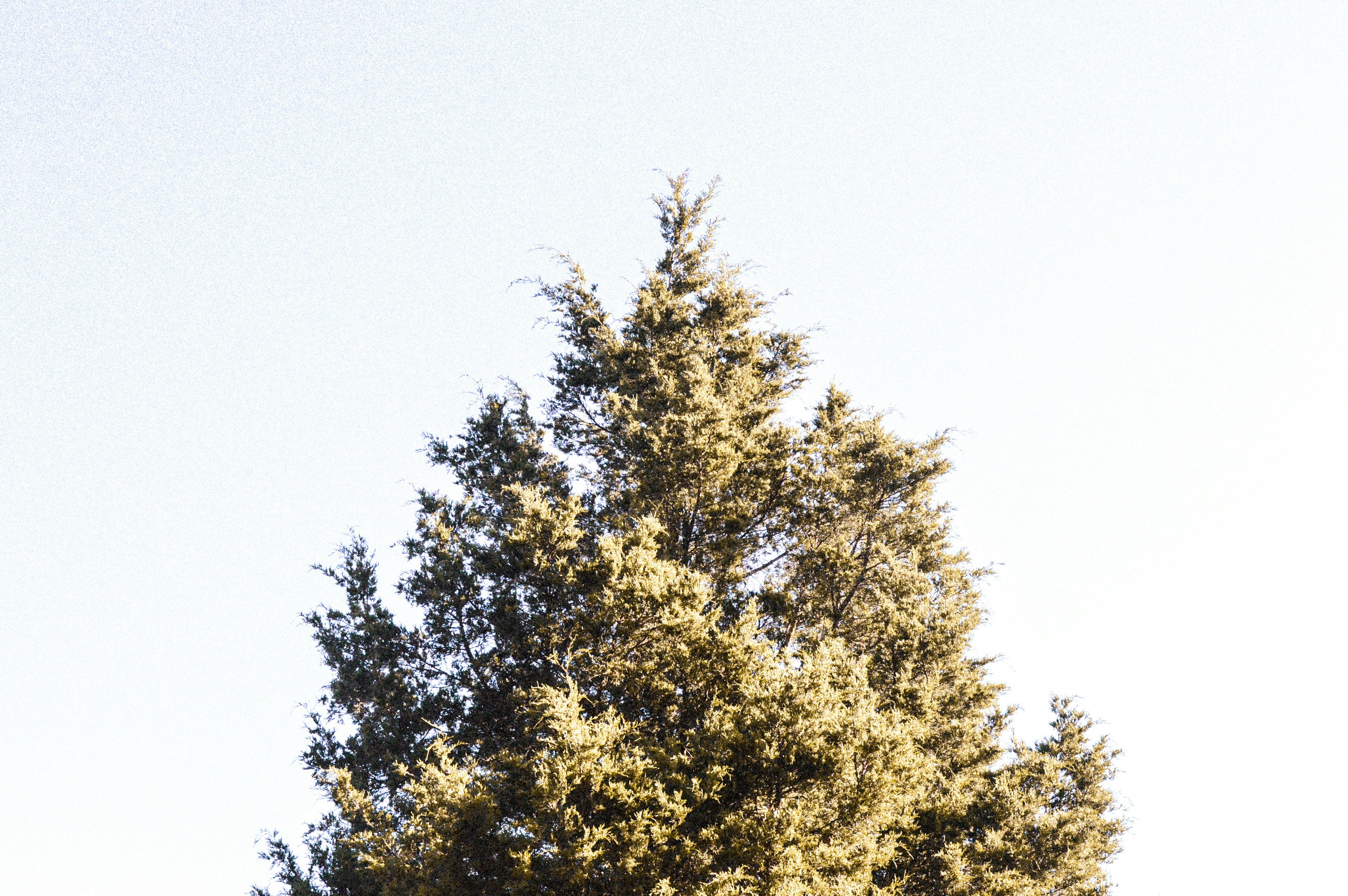 Tall evergreen tree reaching towards a clear sky, showcasing vibrant foliage against a serene backdrop.