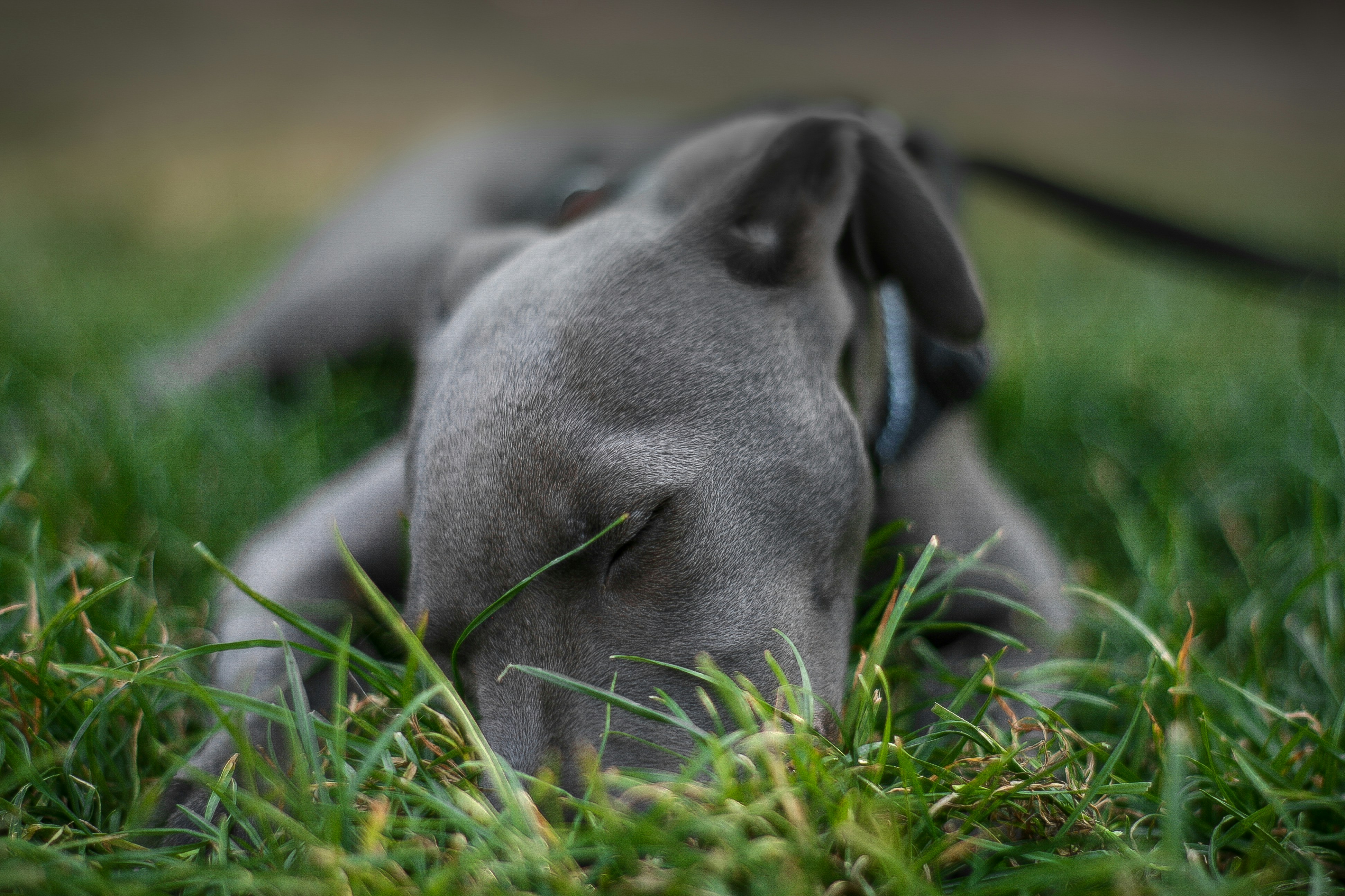 Gray dog resting peacefully on a bed of green grass, surrounded by nature's serenity.
