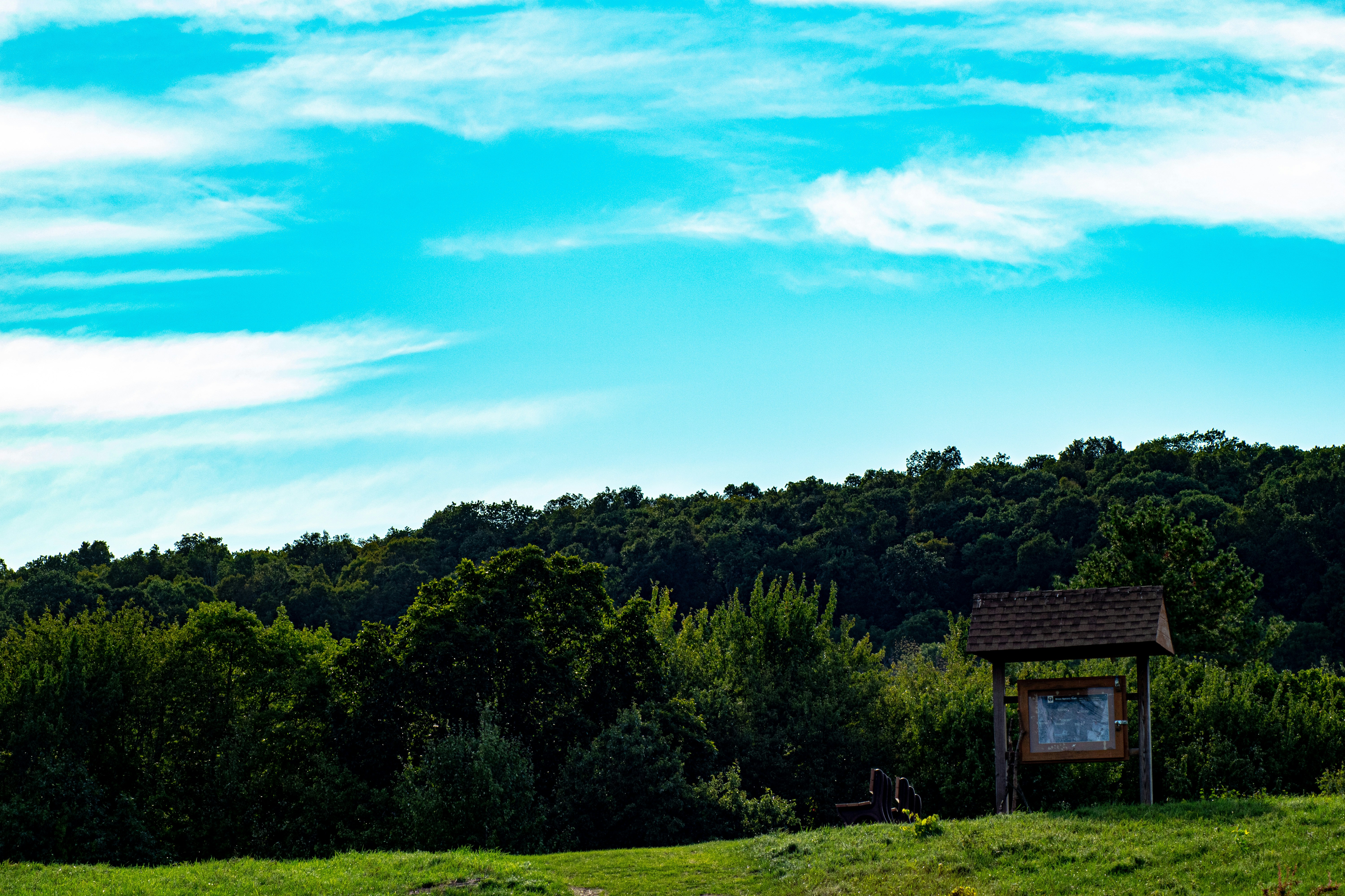 Wooden trail sign amidst lush greenery under a vivid blue sky.