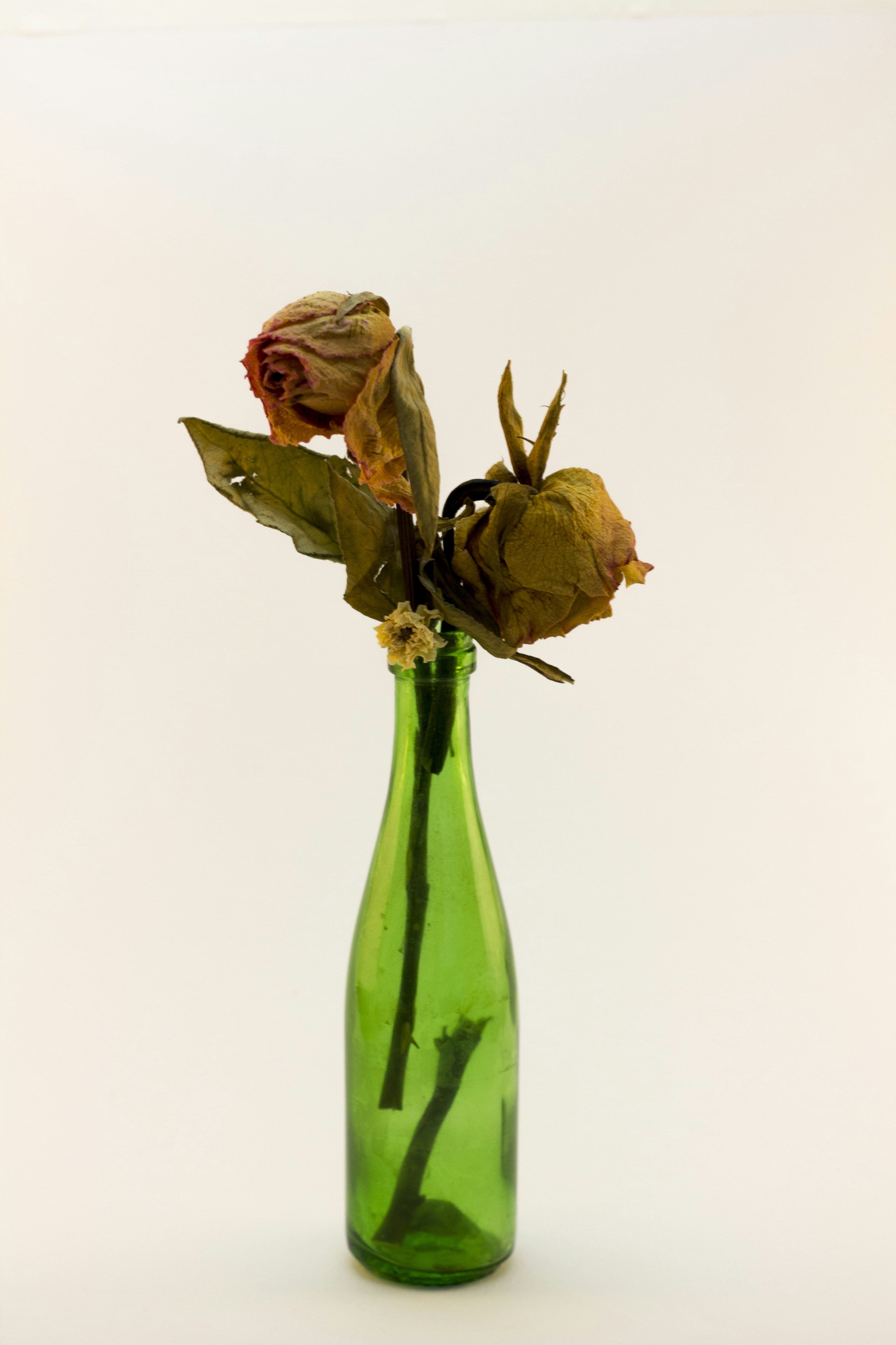 White background objects | 5 best free object, white background, old ...