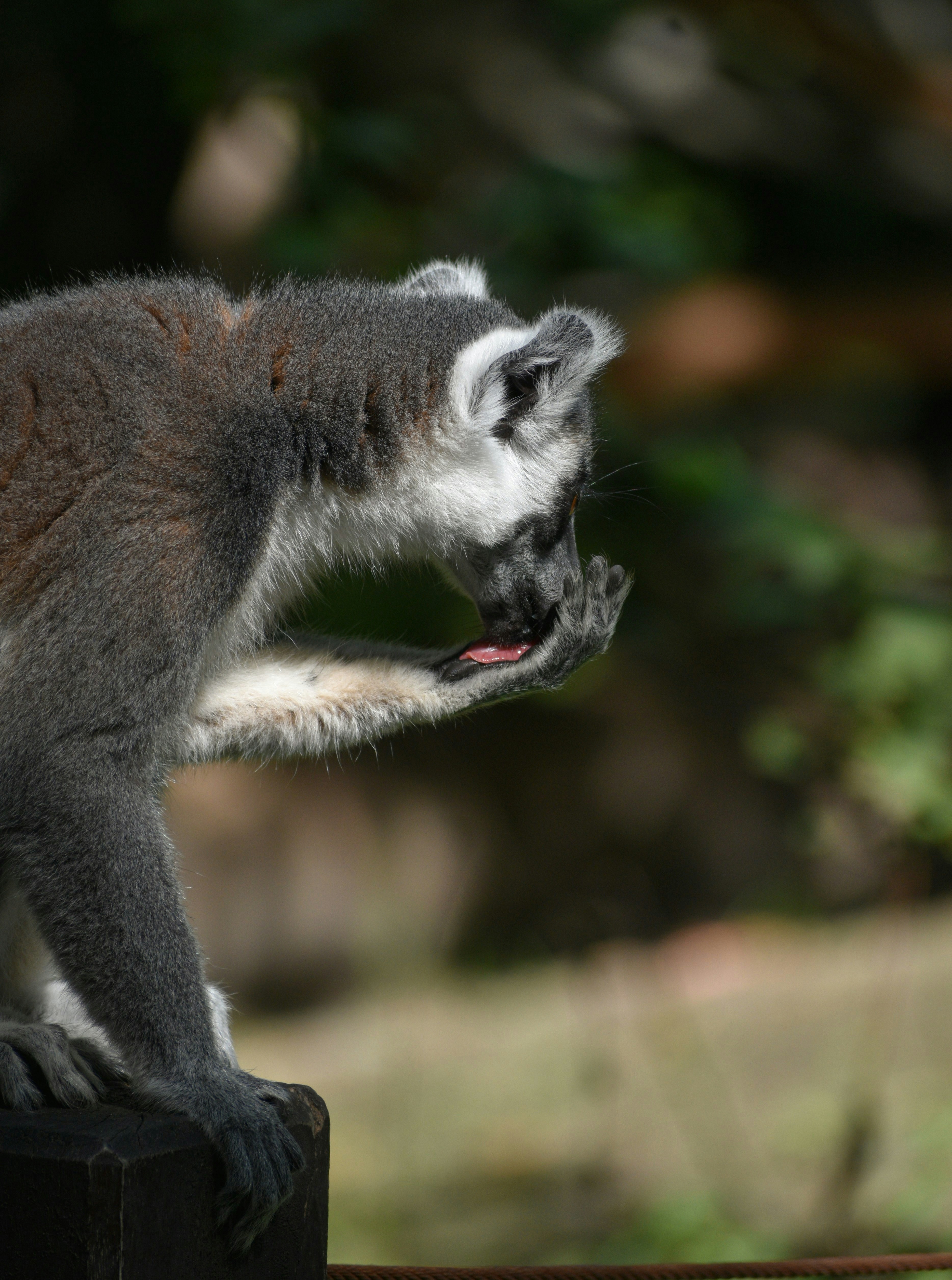 Lemur grooming itself on a wooden perch, showcasing its intricate fur patterns and focused expression. The blurred background emphasizes the subject's detail.