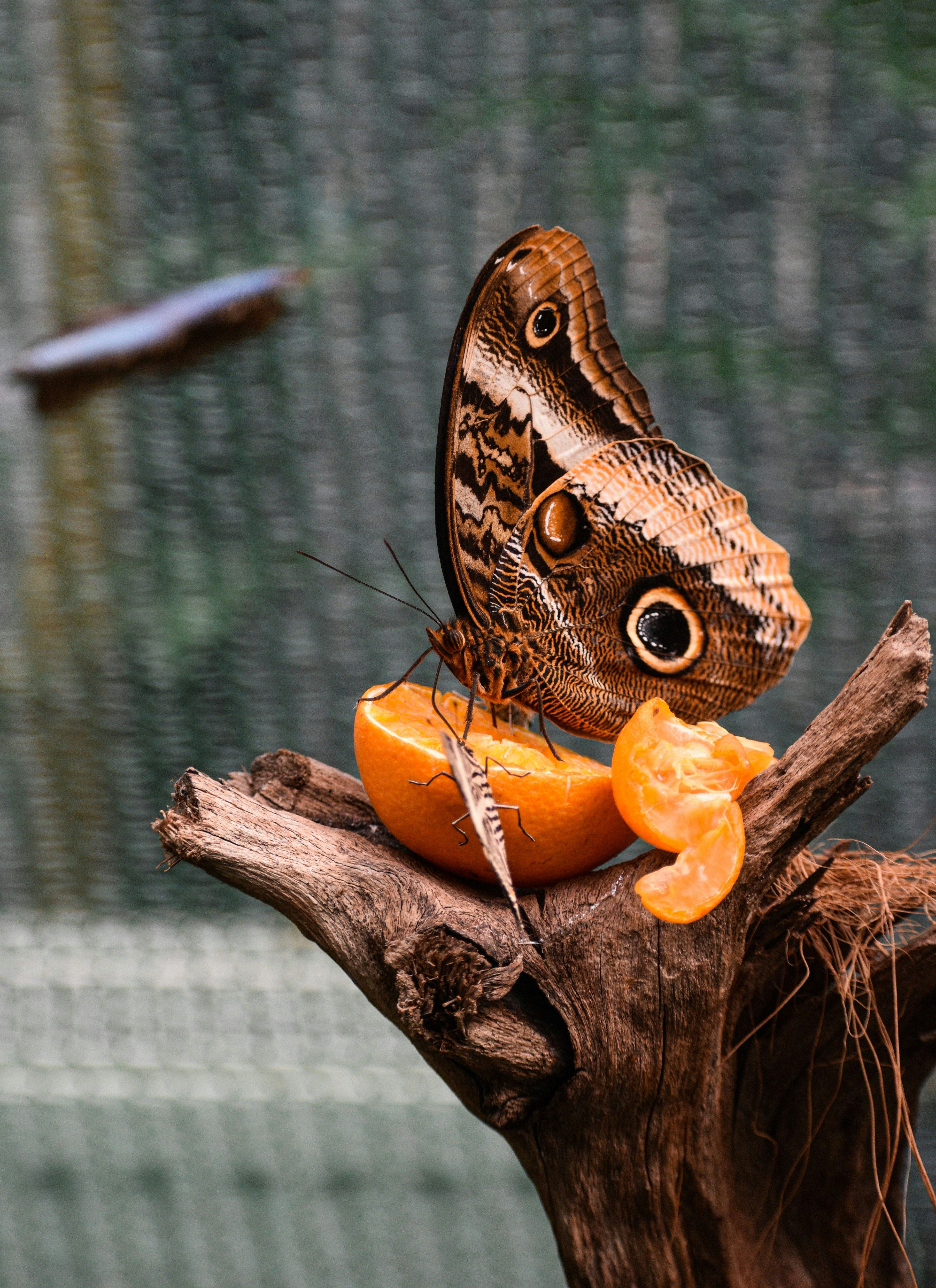 Owl-Eyed Butterfly at Citrus Perch