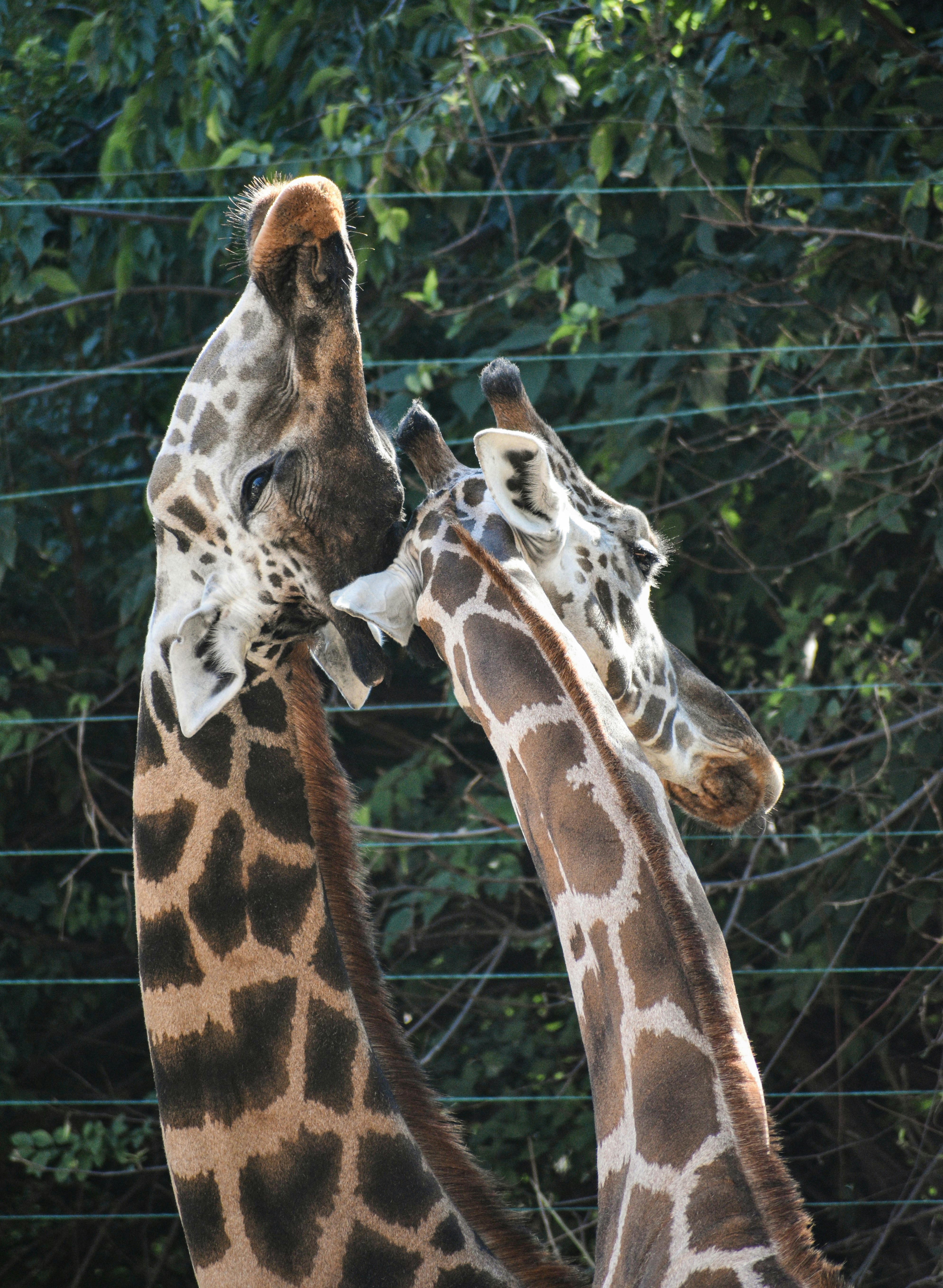 Giraffes in Quiet Exchange: A Gentle Nudging Moment