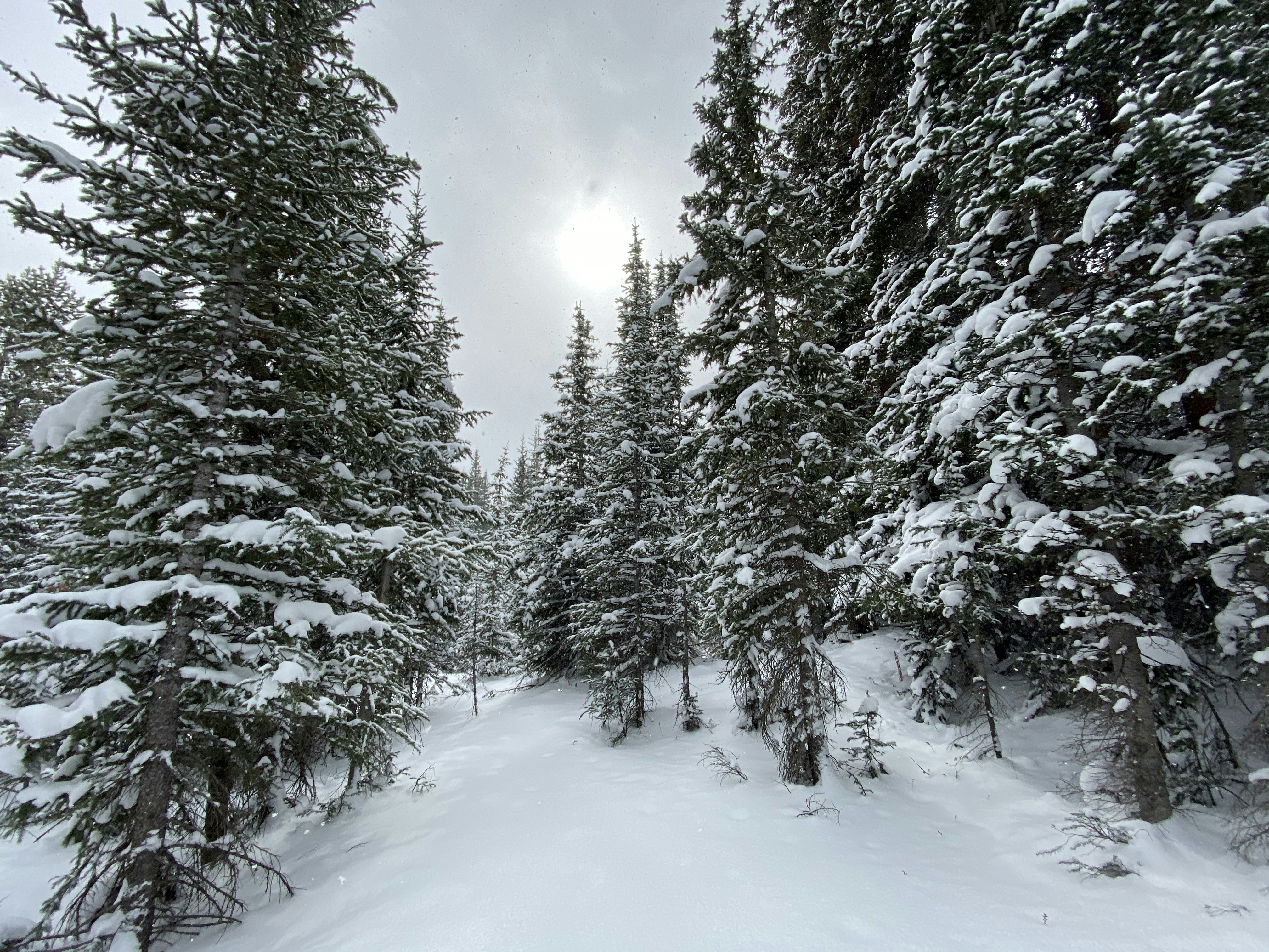 Snow-covered path winding through a dense forest of evergreen trees, with a cloudy sky above hinting at the sun's presence.